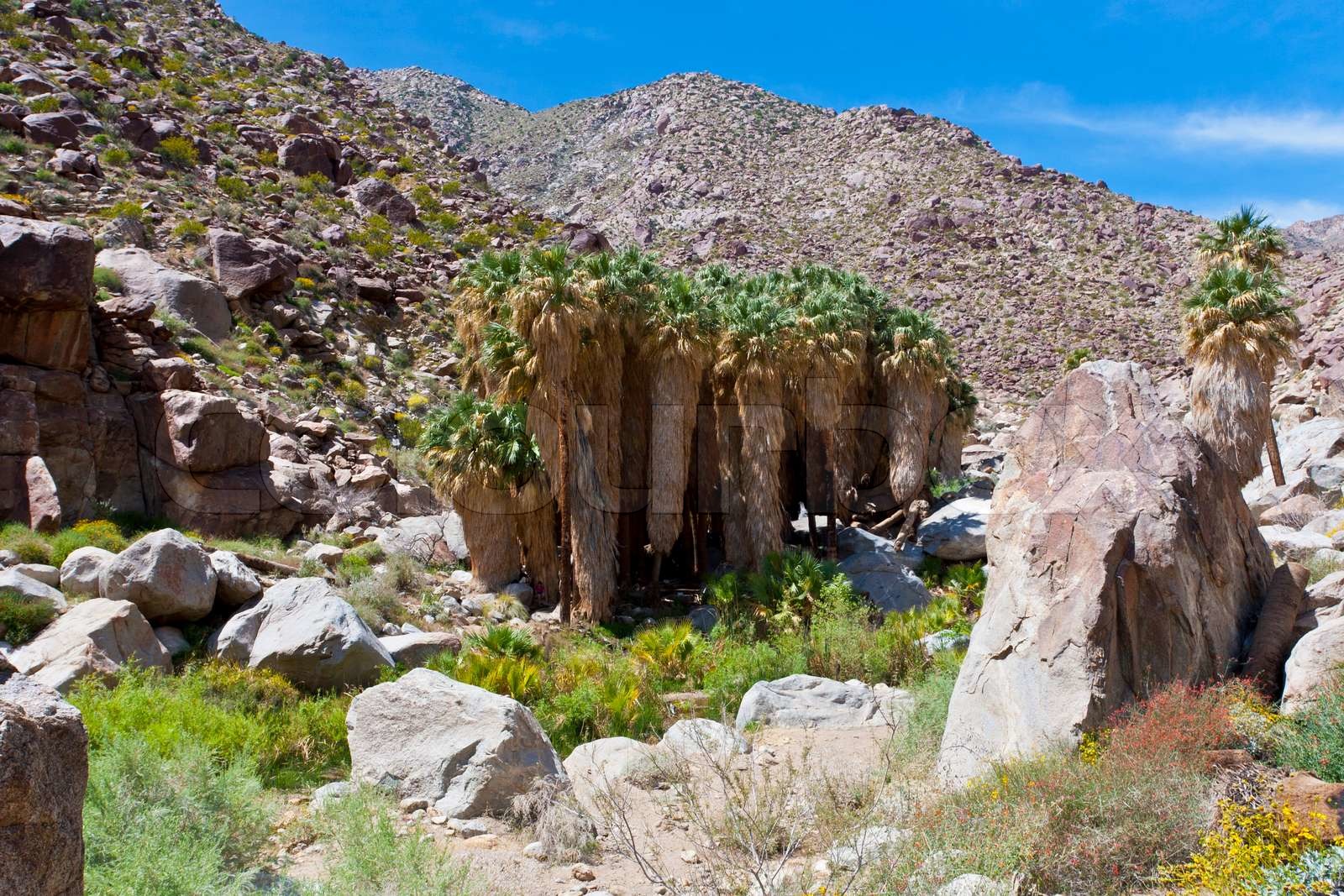 Palm Oase in Anza Borrego Desert. | Stock Bild | Colourbox