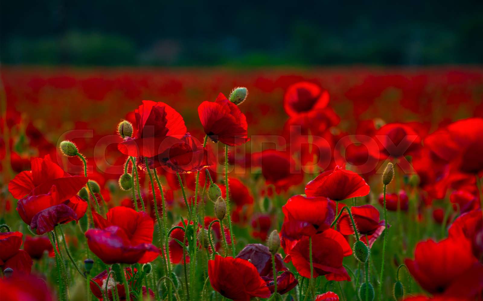 Poppy Flower Field Wallpaper