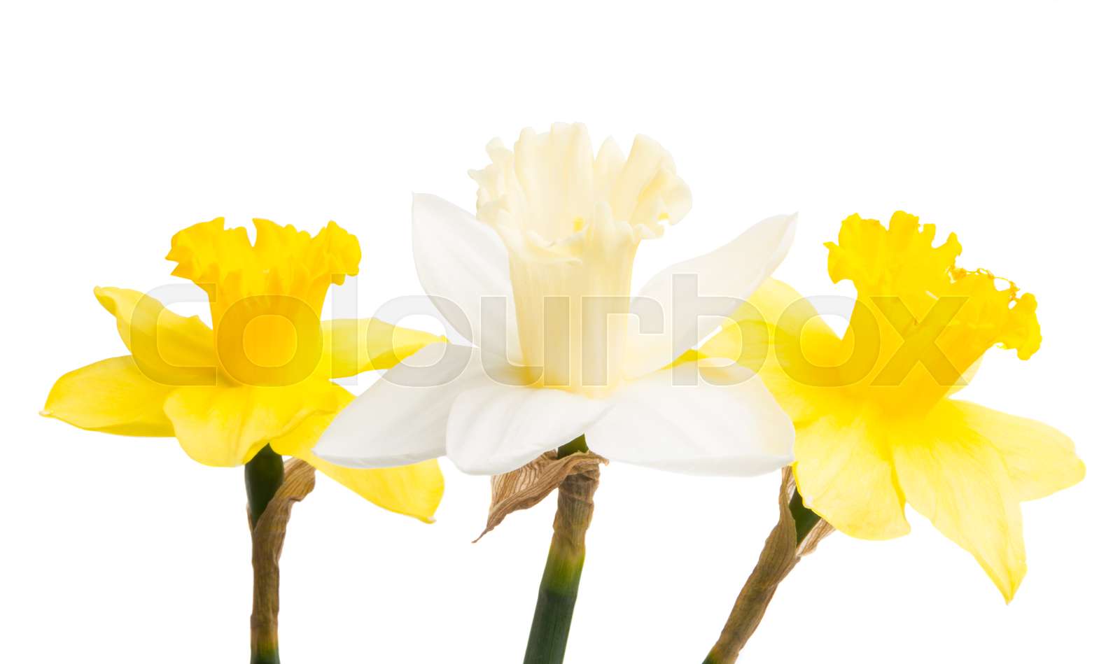 daffodil flower isolated | Stock image | Colourbox