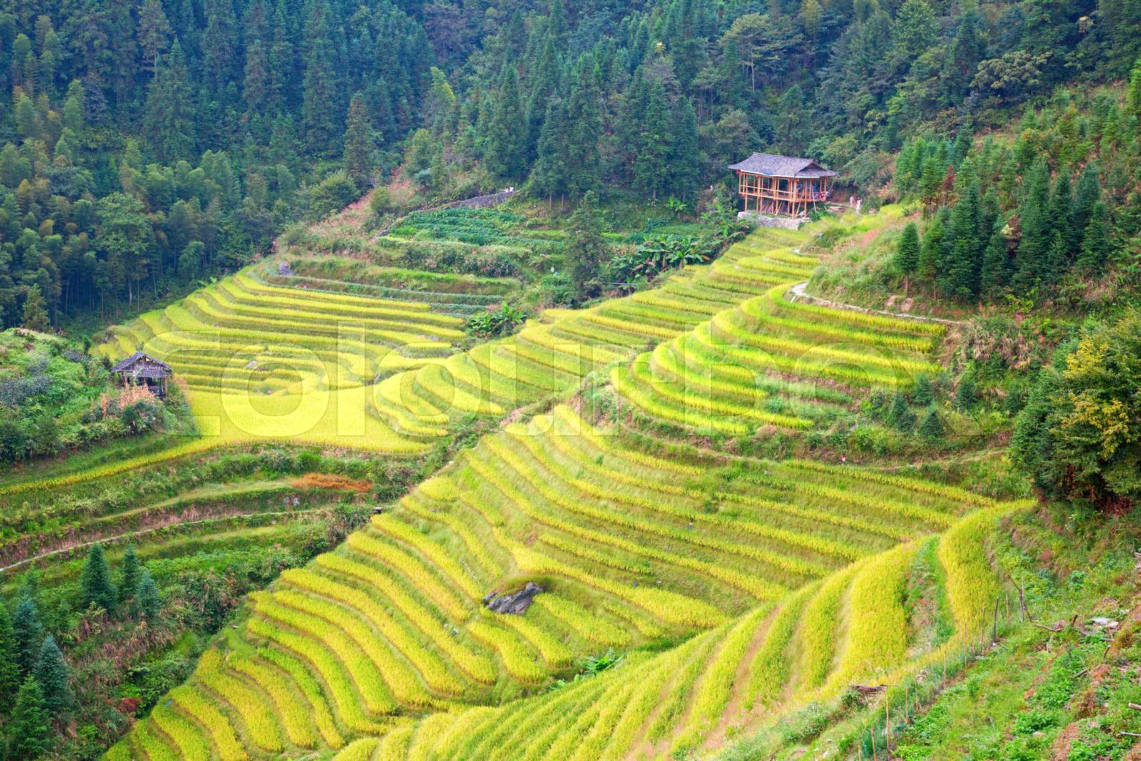 Longji Rice Terraces | Stock image | Colourbox