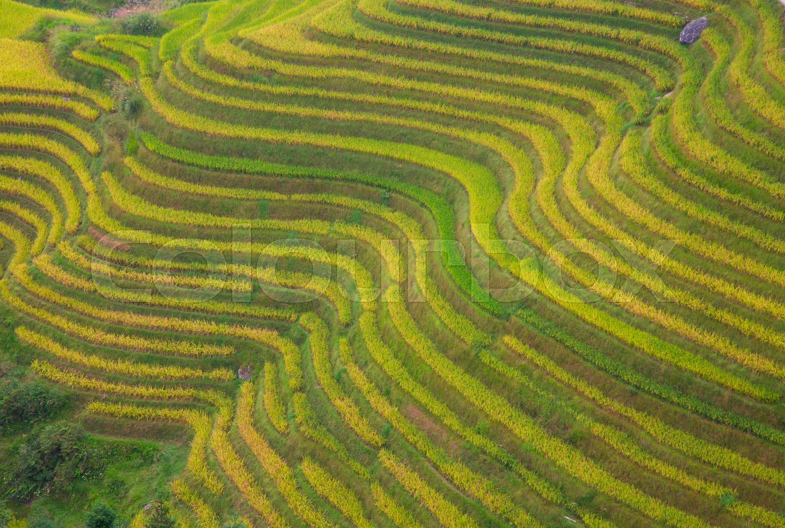 Longji Rice Terraces | Stock image | Colourbox