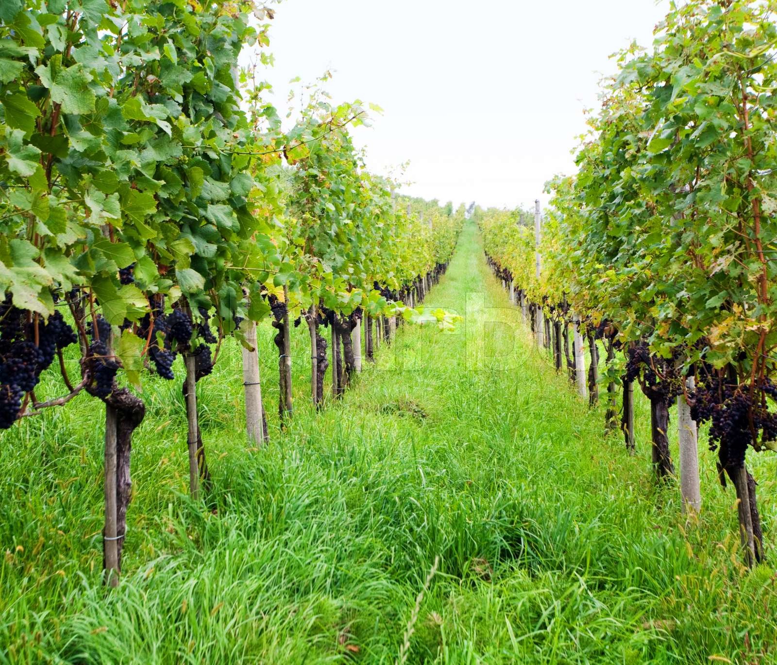An image of a green vineyard and grass | Stock image | Colourbox