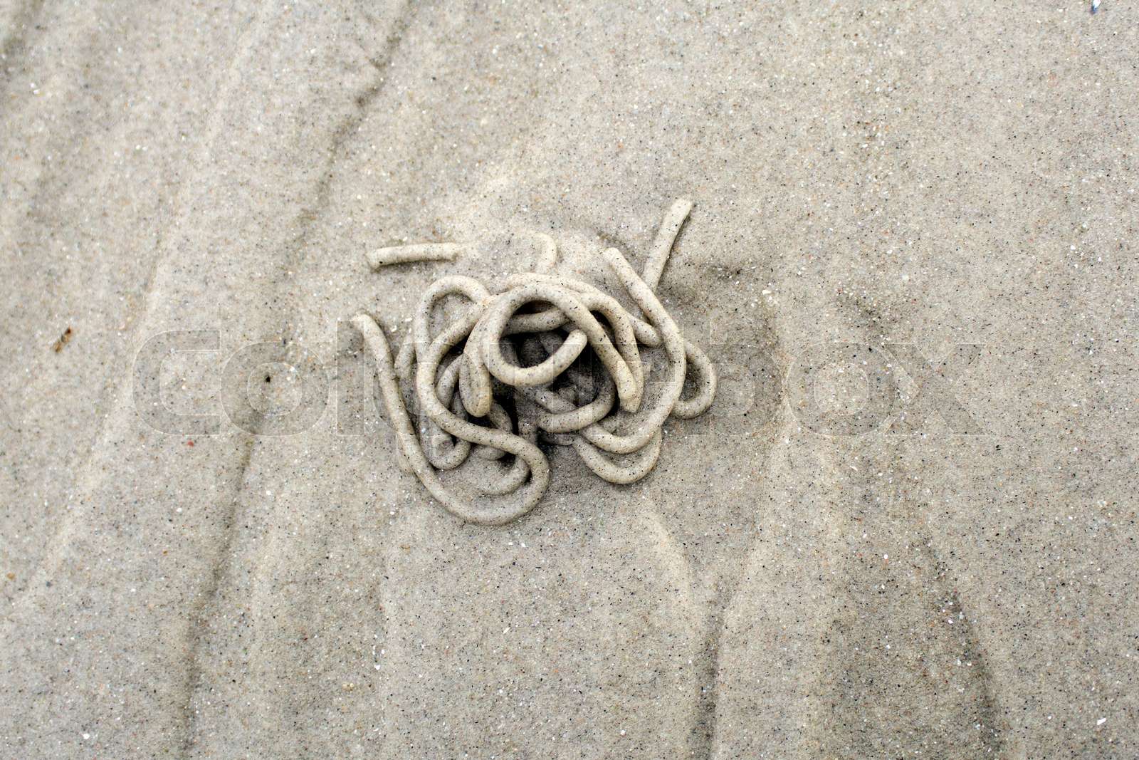 Sandorm | Stock foto | Colourbox