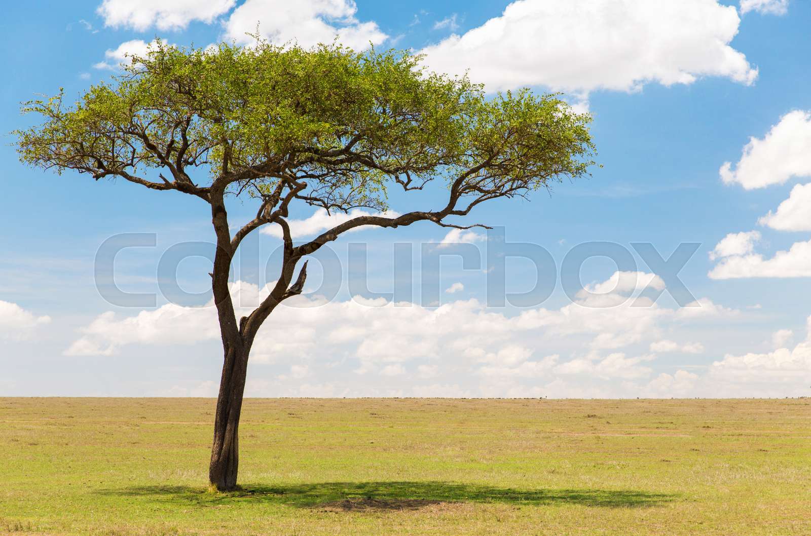 acacia tree in african savanna | Stock image | Colourbox