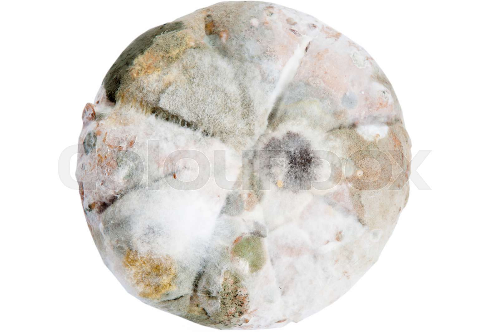 Fungus on bread | Stock image | Colourbox