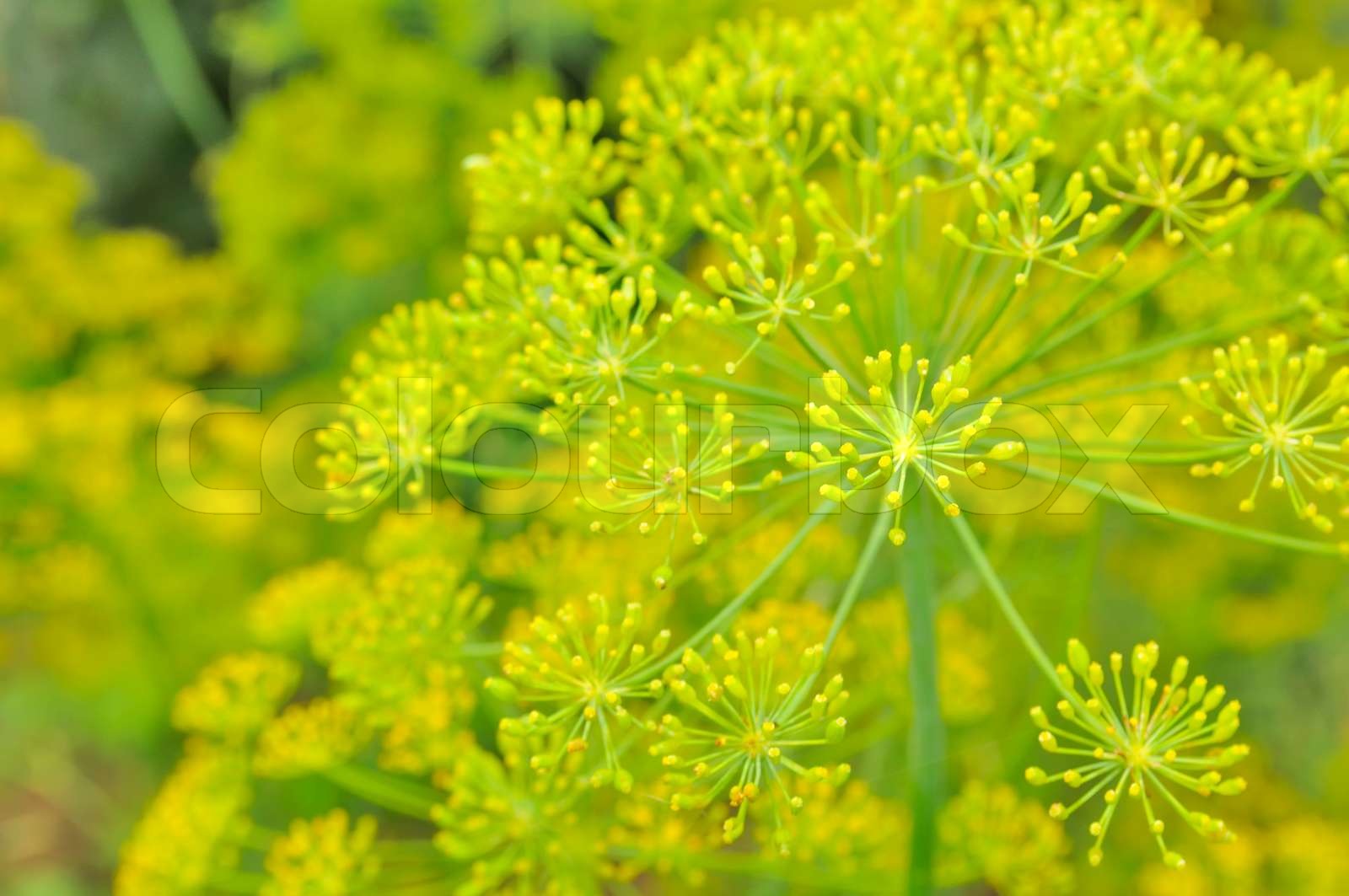 Dill Dolden auf pflanzliche Patch | Stock Bild | Colourbox