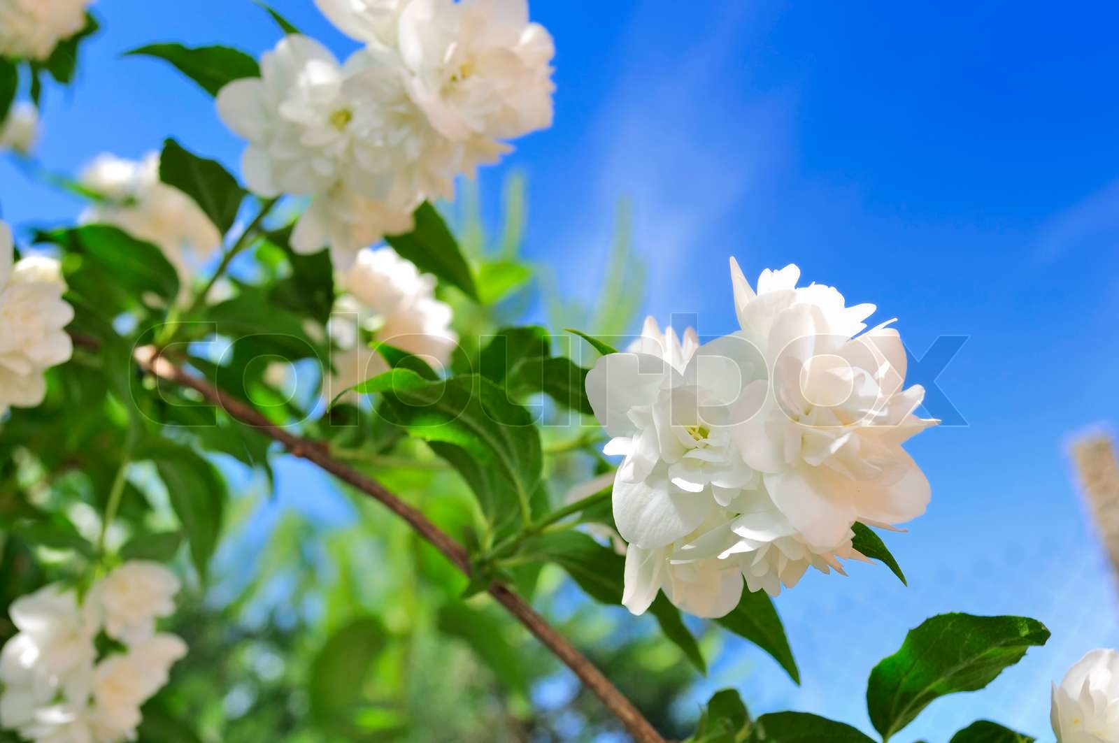Beautiful White Jasmine Flowers on Blue Sky Background | Stock image ...