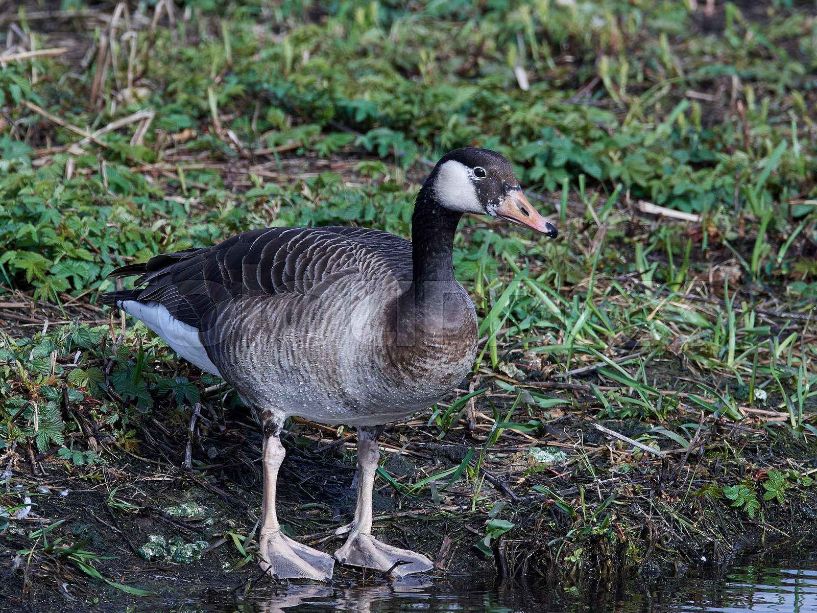Canada Goose Hybrid with Greylag Goose | Stock image | Colourbox