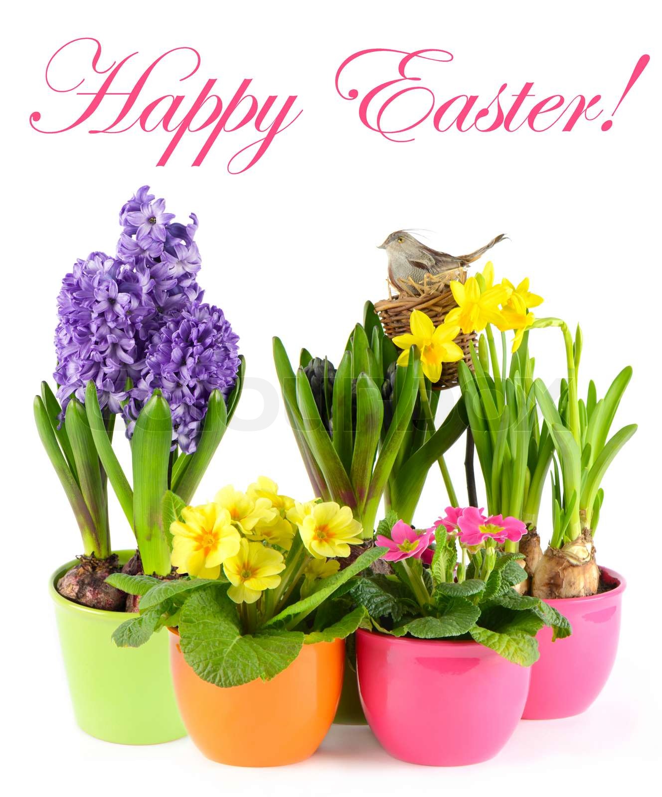 fresh spring flowers with birds nest | Stock image | Colourbox