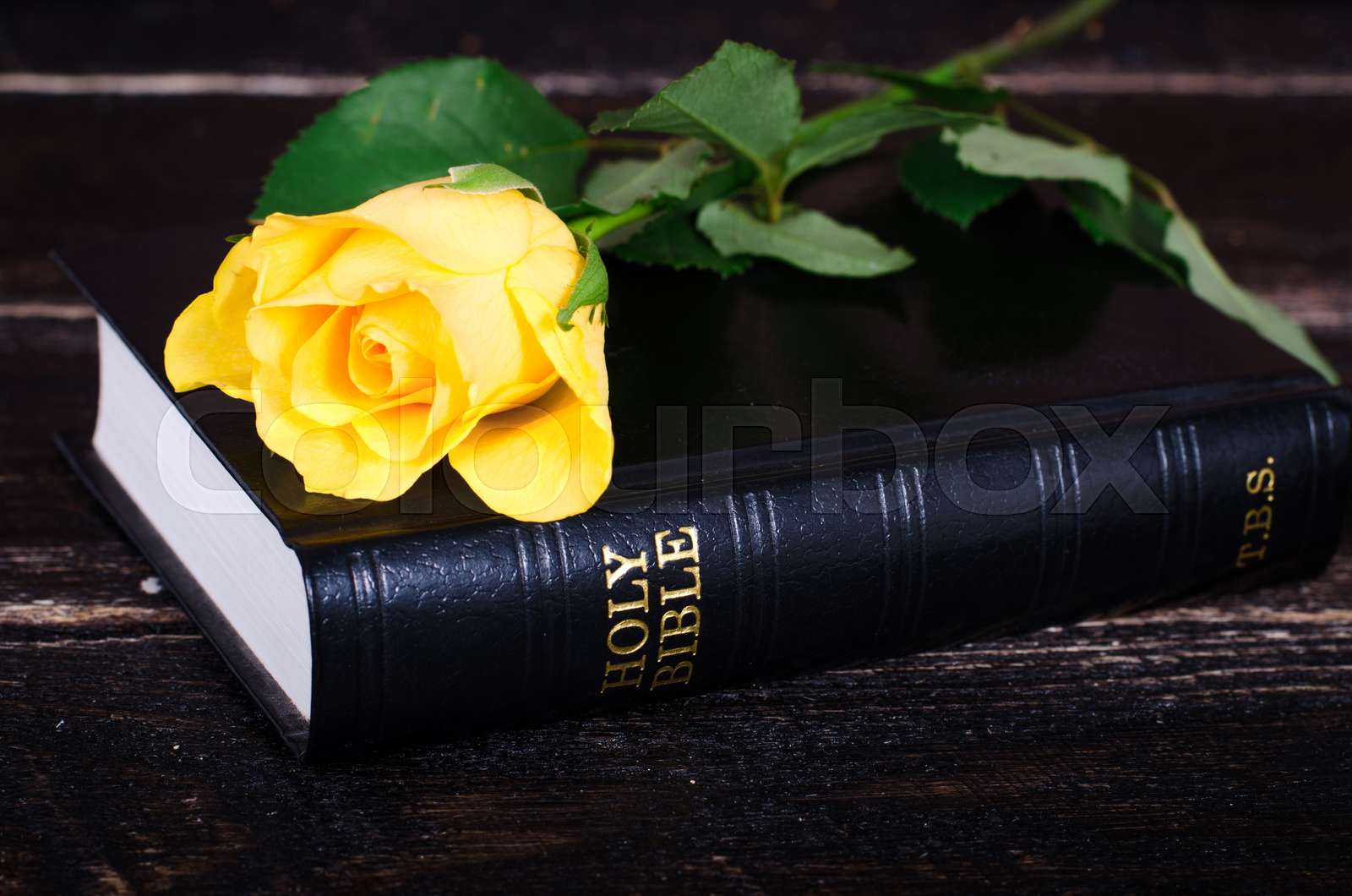 Yellow rose laying on a Bible, wooden background. Free space for your ...