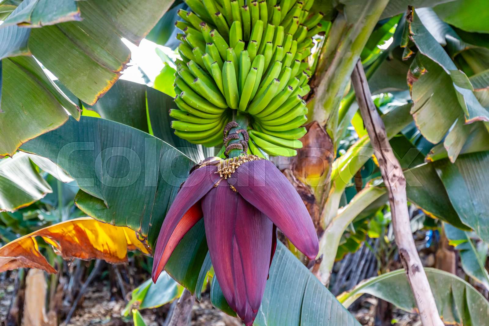 La Palma - Bananenstaude mit Blüte in Charco Azul | Stock Bild | Colourbox