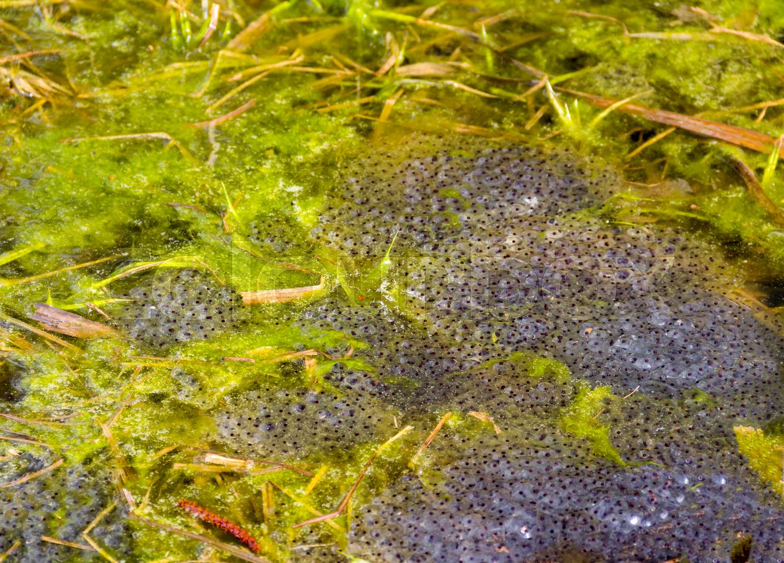 clusters of frog spawn | Stock image | Colourbox