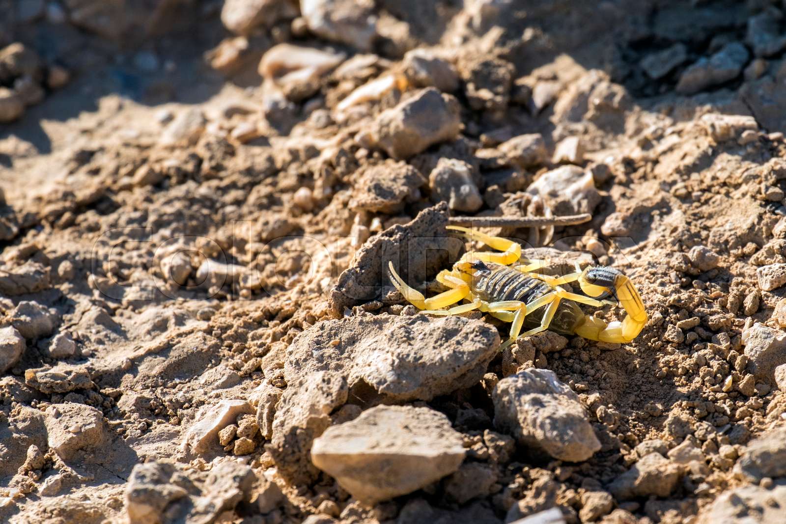 Israeli yellow scorpion known as the deathstalker, hid behind a stone ...