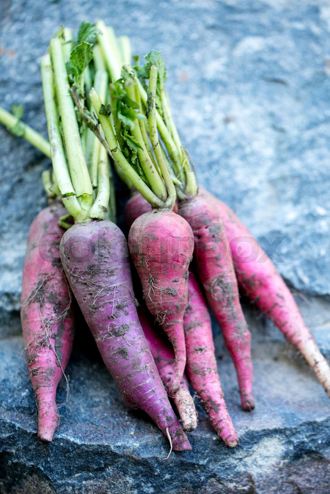 long radish on stone | Stock image | Colourbox