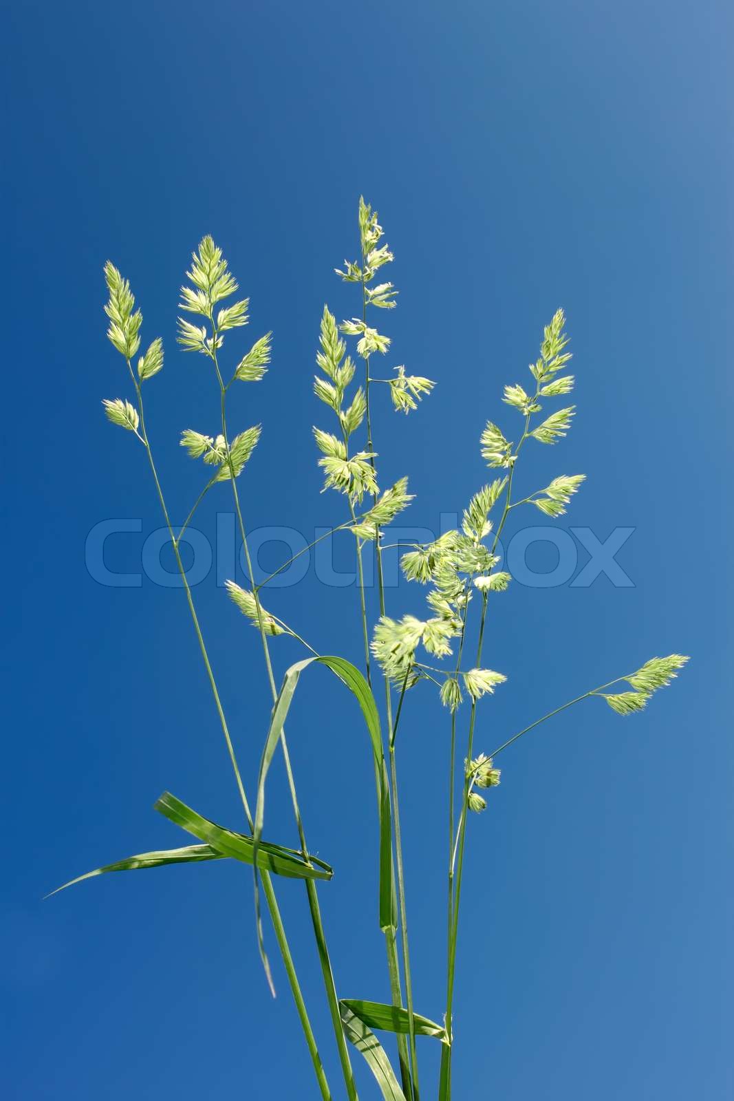 Knaulgras auf dem Hintergrund des blauen Himmels Wissenschaftlicher ...