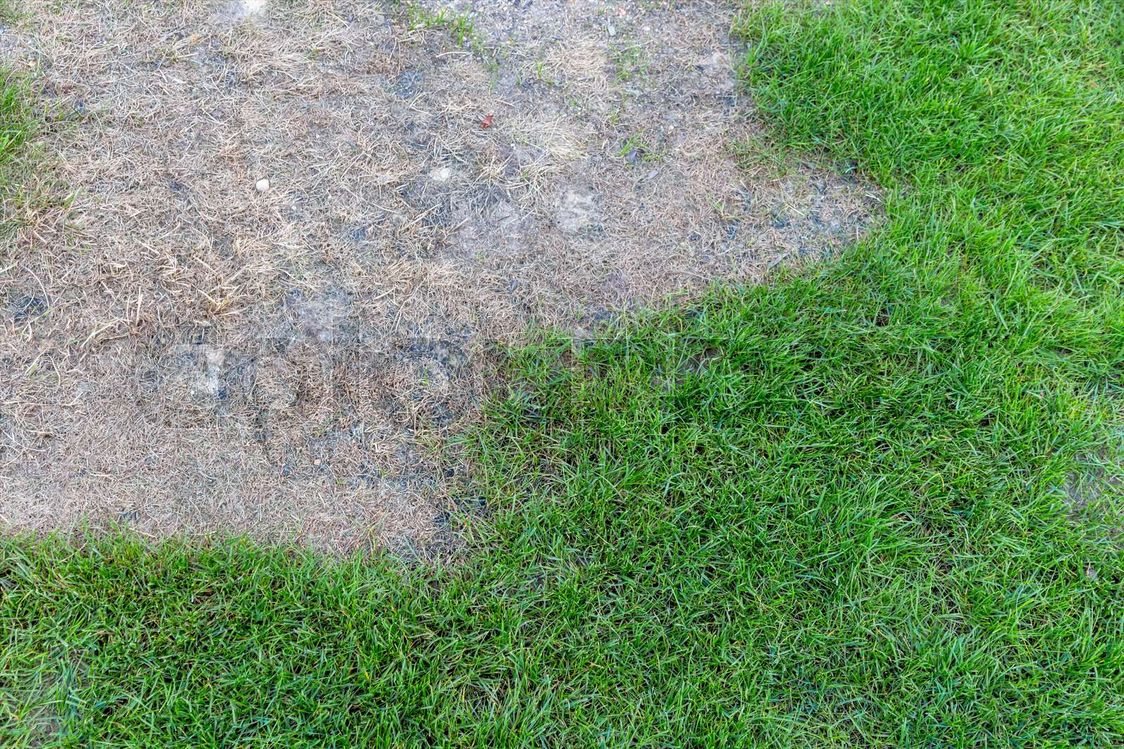 broken grass | Stock image | Colourbox