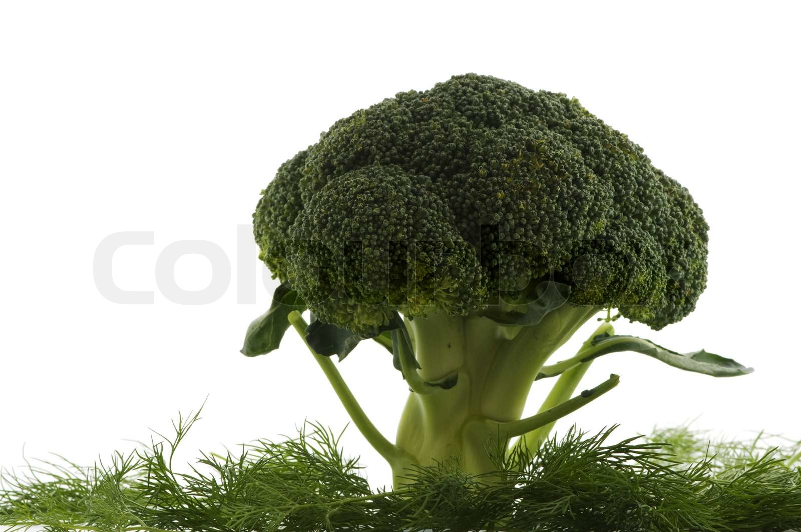 green broccoli tree with dill grass isolated on white | Stock image ...