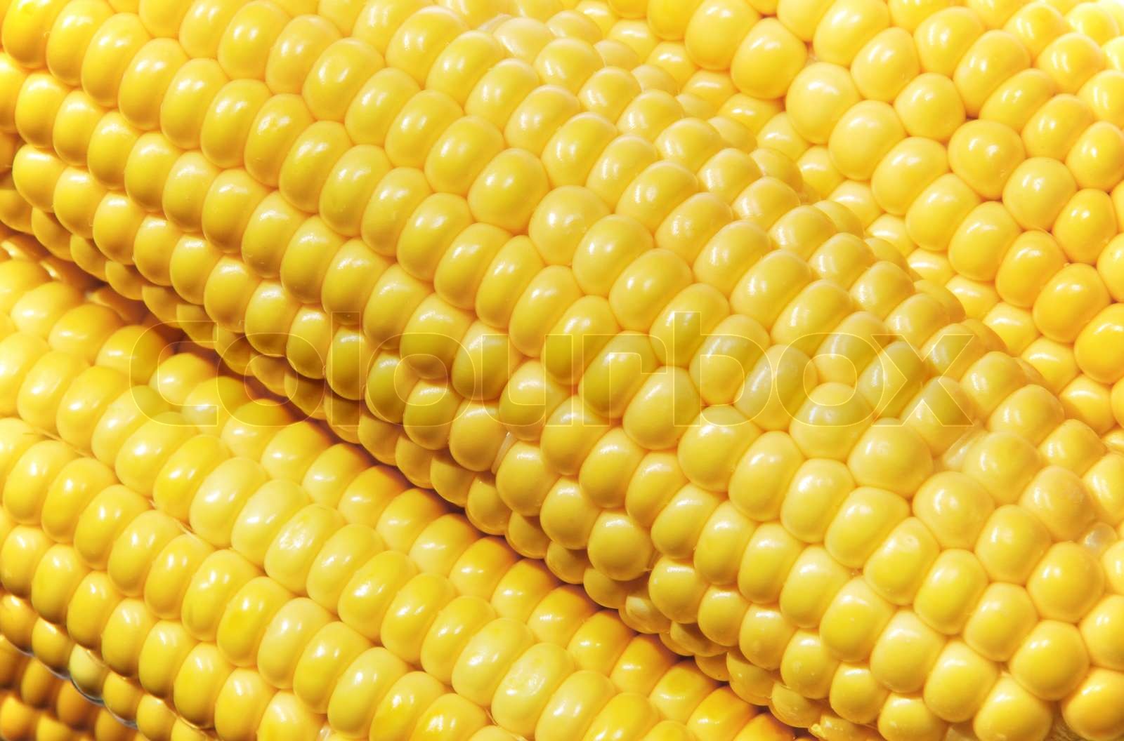 close-up of yellow maize grain | Stock image | Colourbox