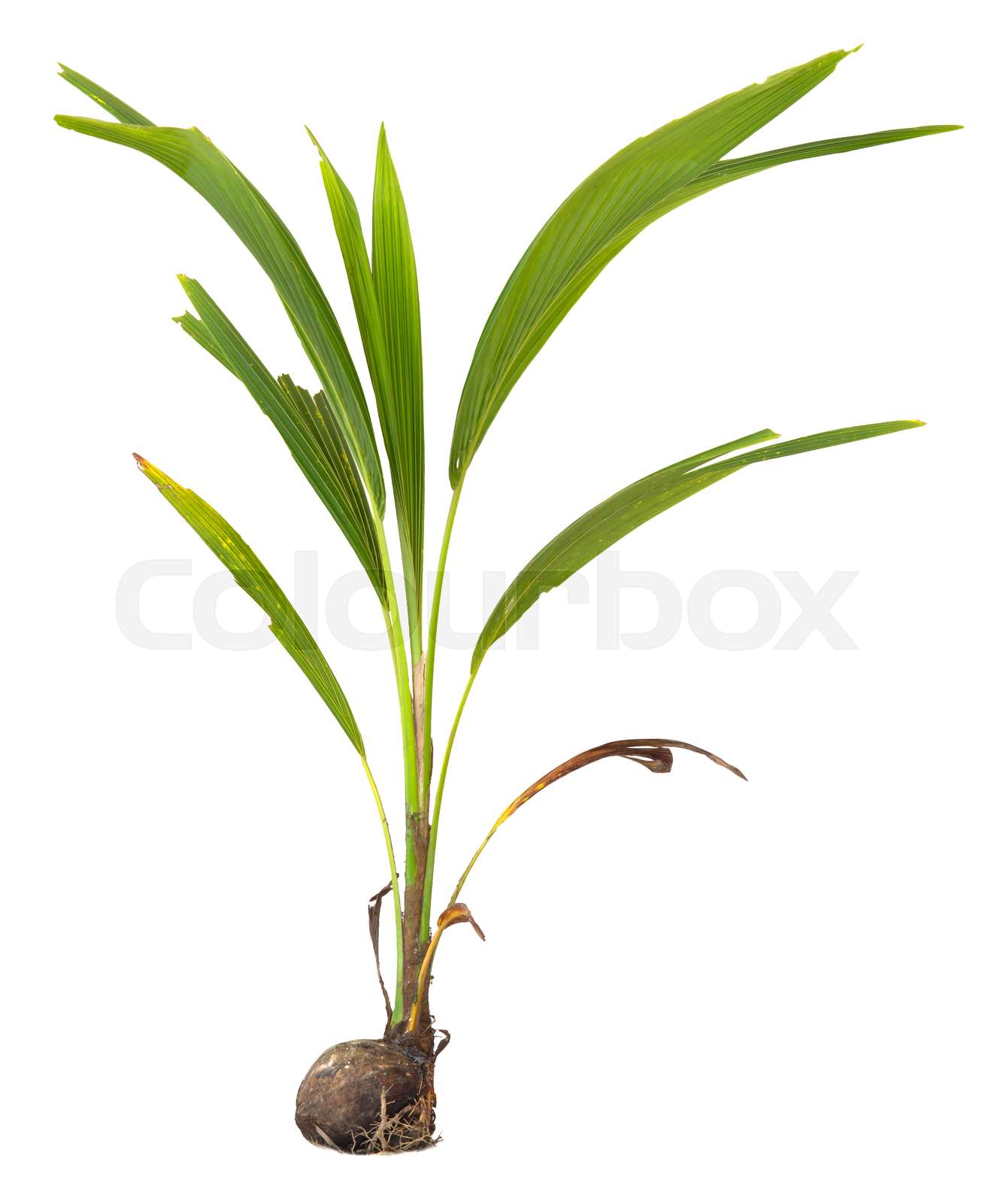 palm tree seedling | Stock image | Colourbox