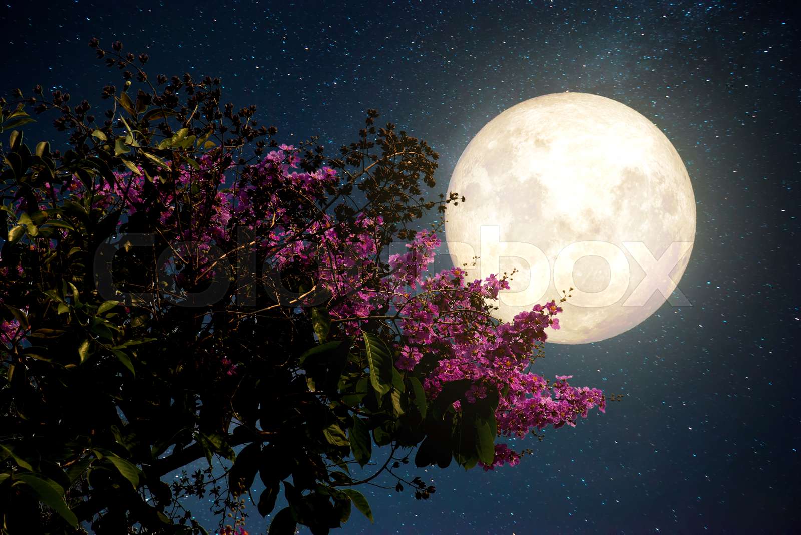night flowers | Stock image | Colourbox
