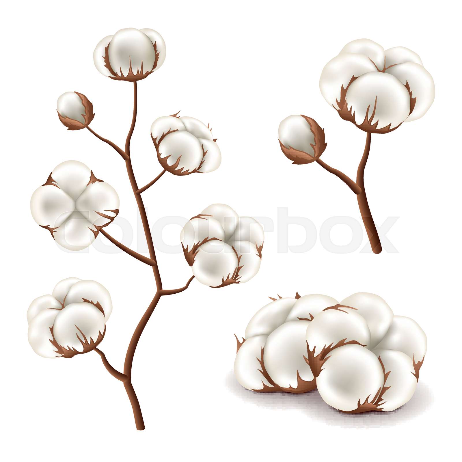 Cotton flowers vector set | Stock vector | Colourbox