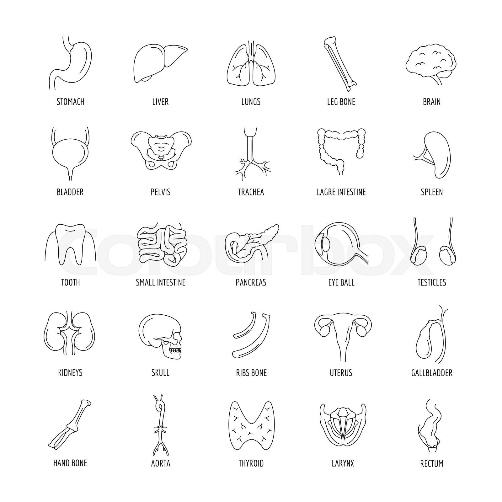 Internal organs set. outline style | Stock vector | Colourbox
