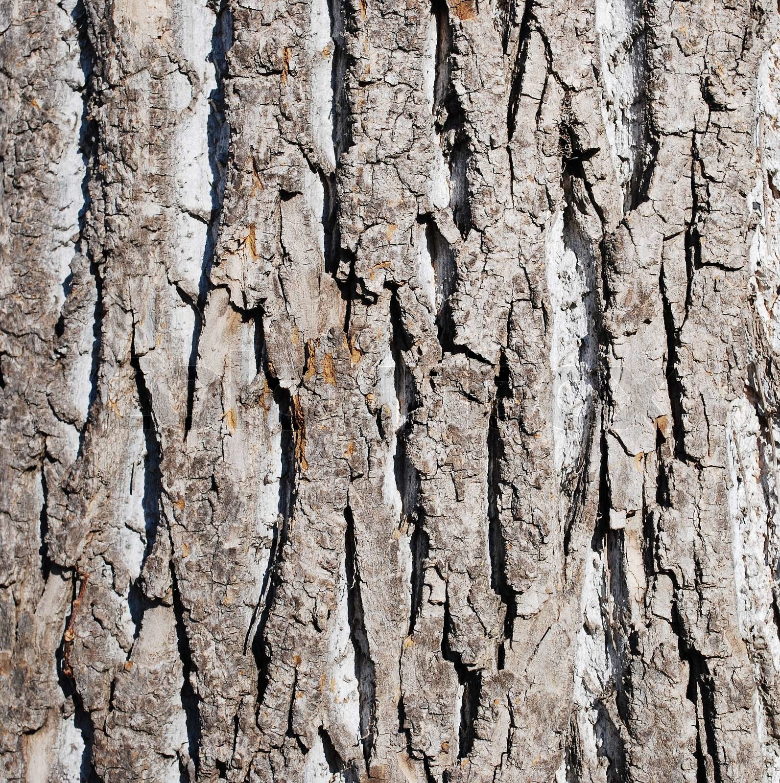 bark | Stock image | Colourbox