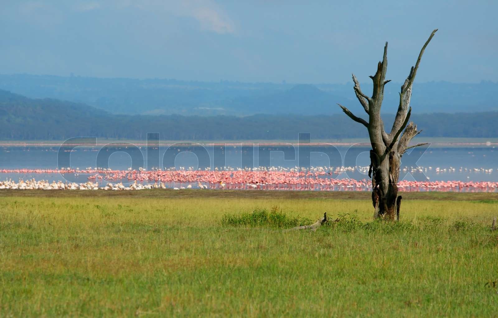 Dry tree. Africa. Kenya. Lake Nakuru | Stock image | Colourbox