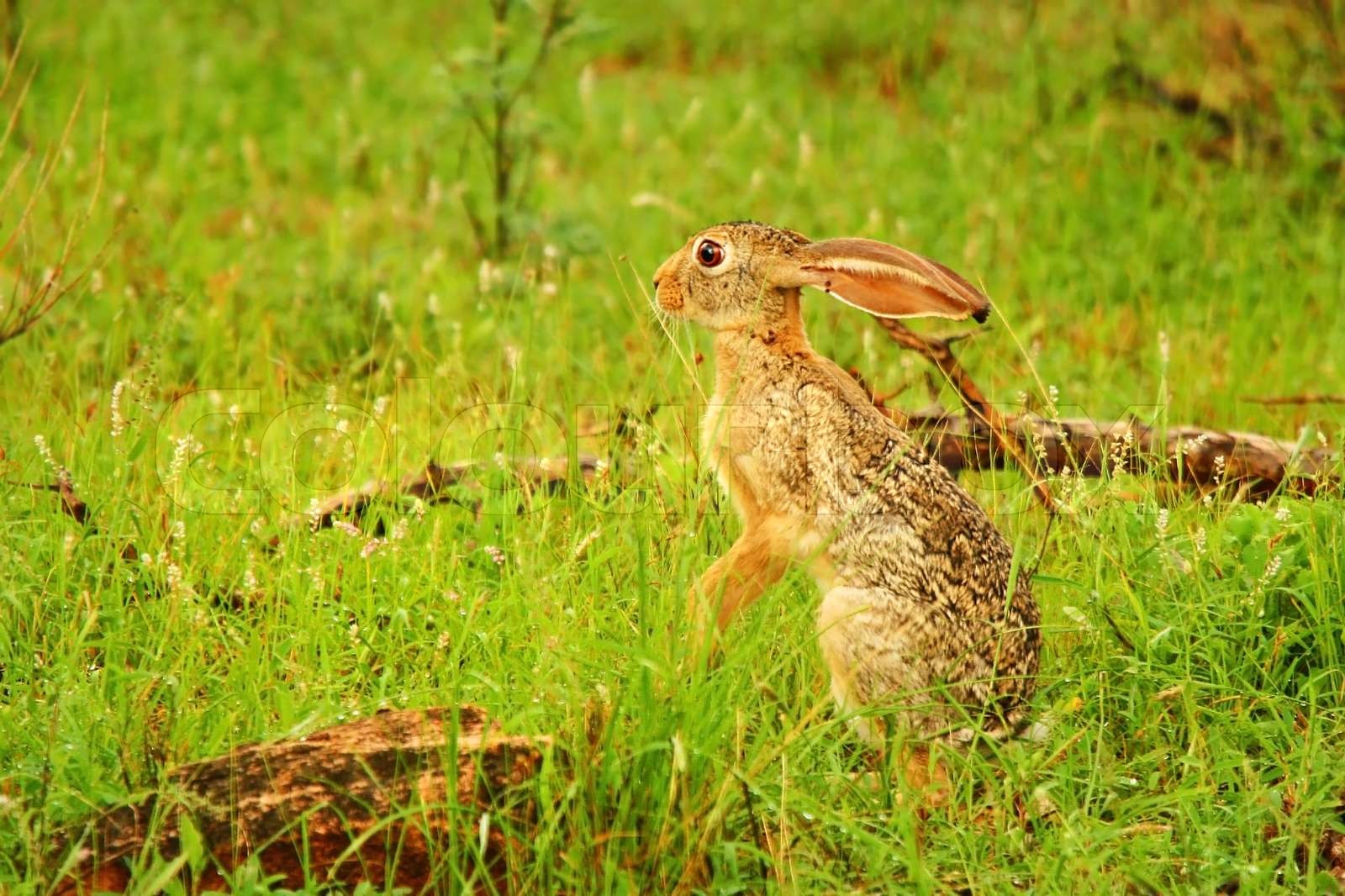 Wild Hare. Africa. Kenya. Samburu national park. | Stock image | Colourbox