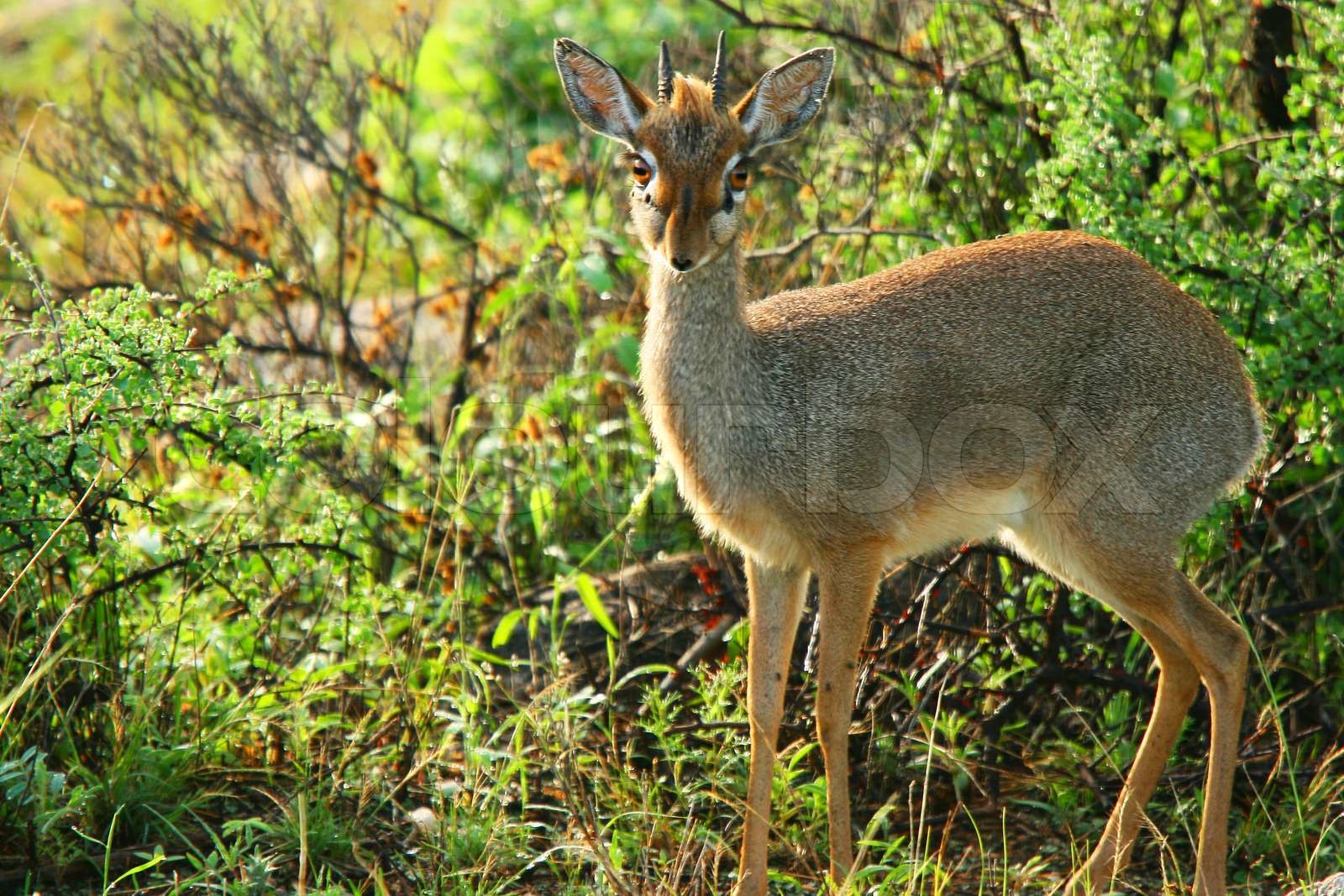 Dik Dik in the wild. Africa. Kenya. Samburu national park. | Stock ...