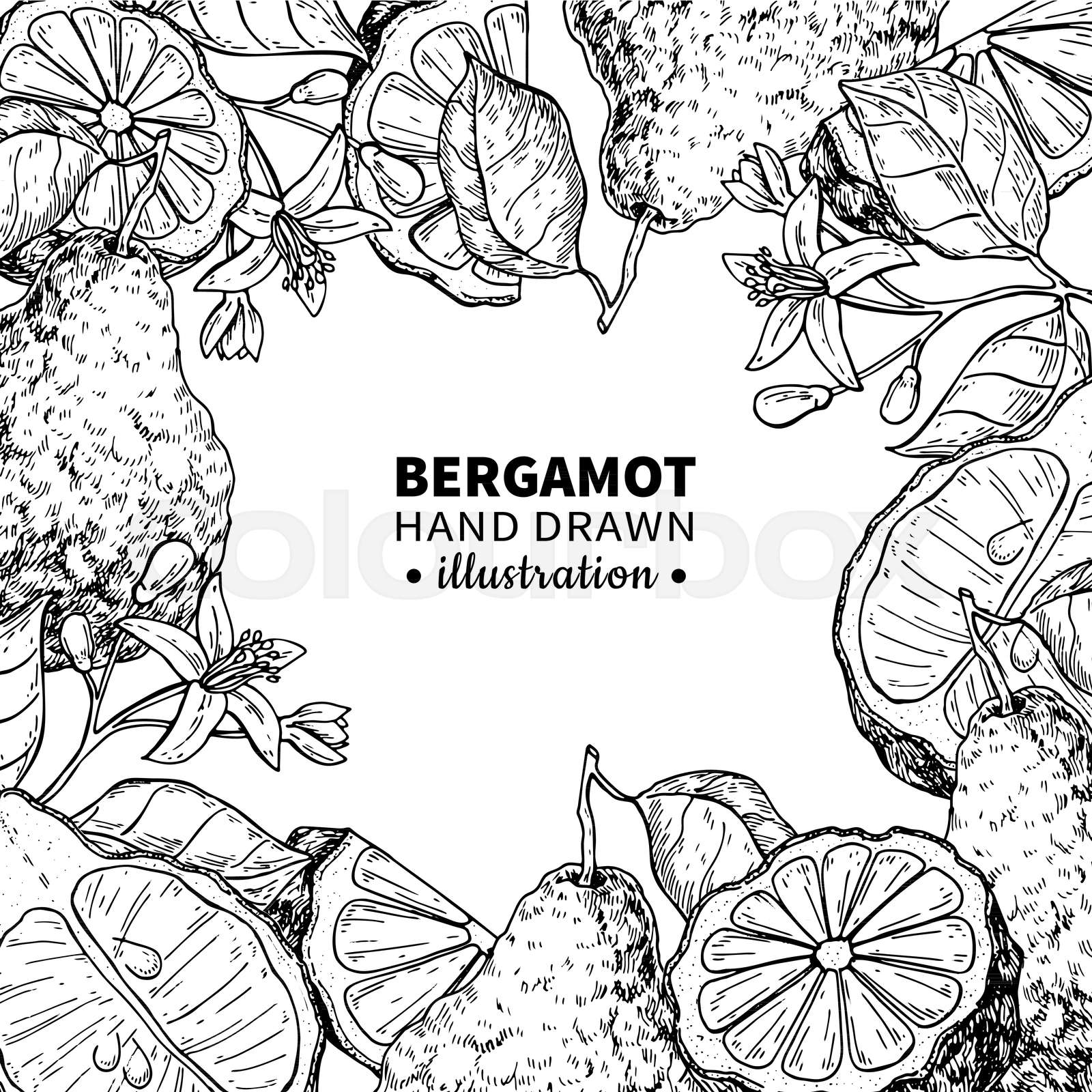 Bergamot Plant Illustration