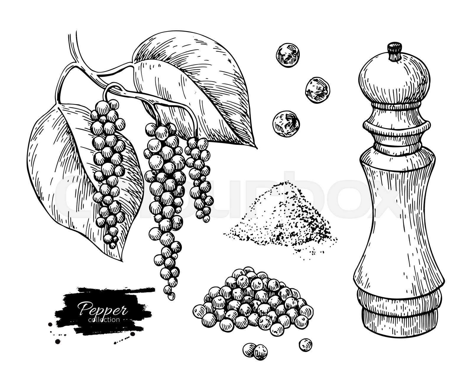 Black pepper vector drawing set. Peppercorn heap, mill, dryed seed ...