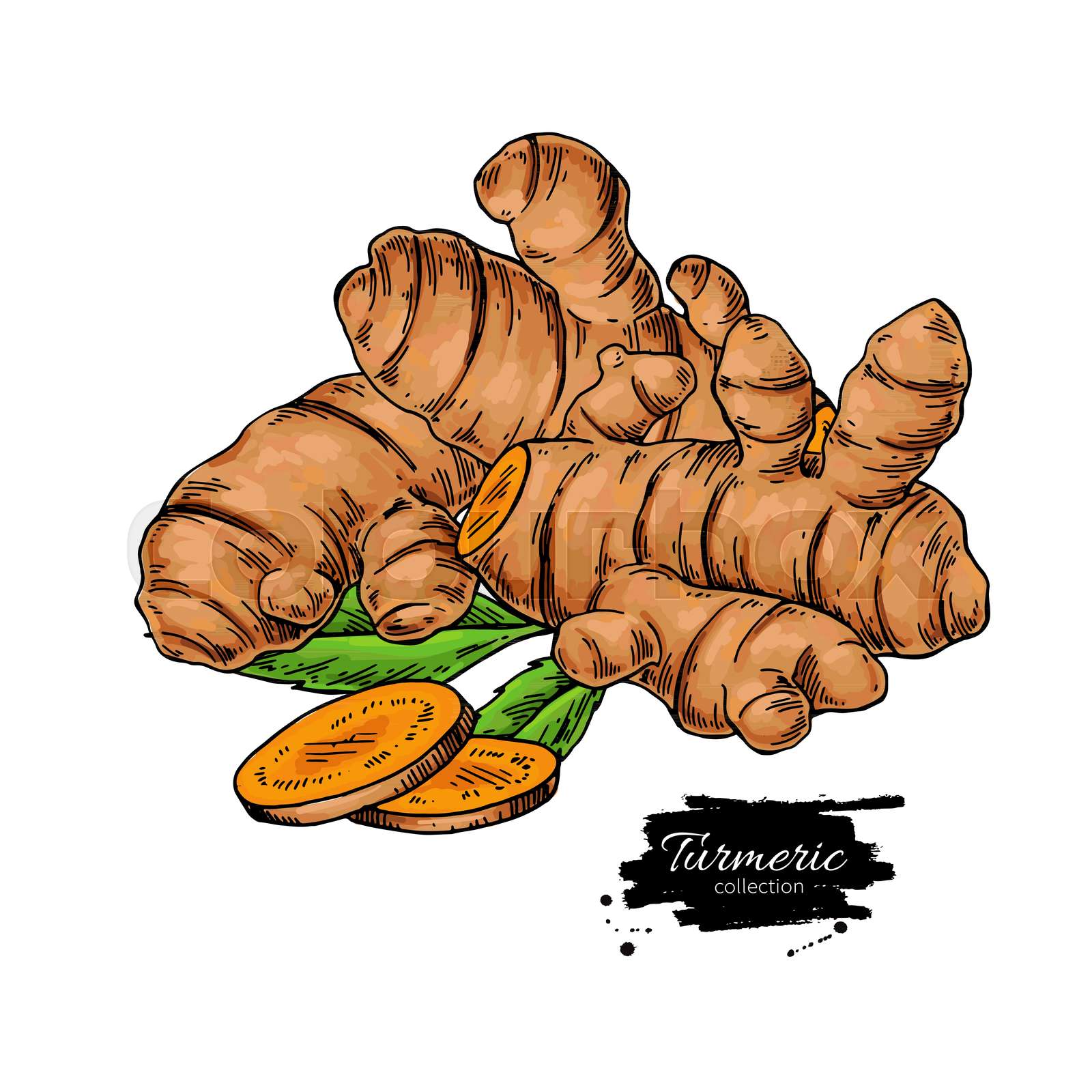 Turmeric root vector hand drawn illustration. Curcuma | Stock vector ...