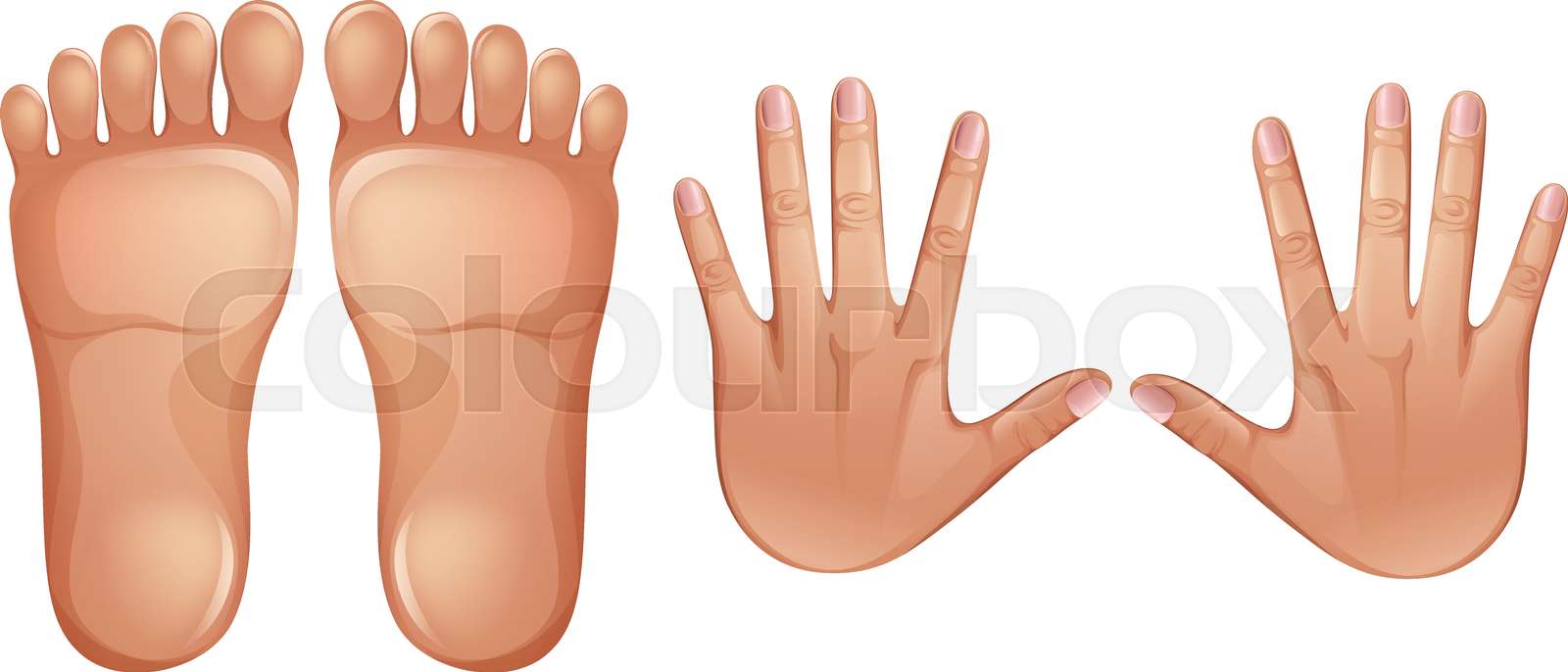 Human Anatomy Feet and Hands | Stock vector | Colourbox