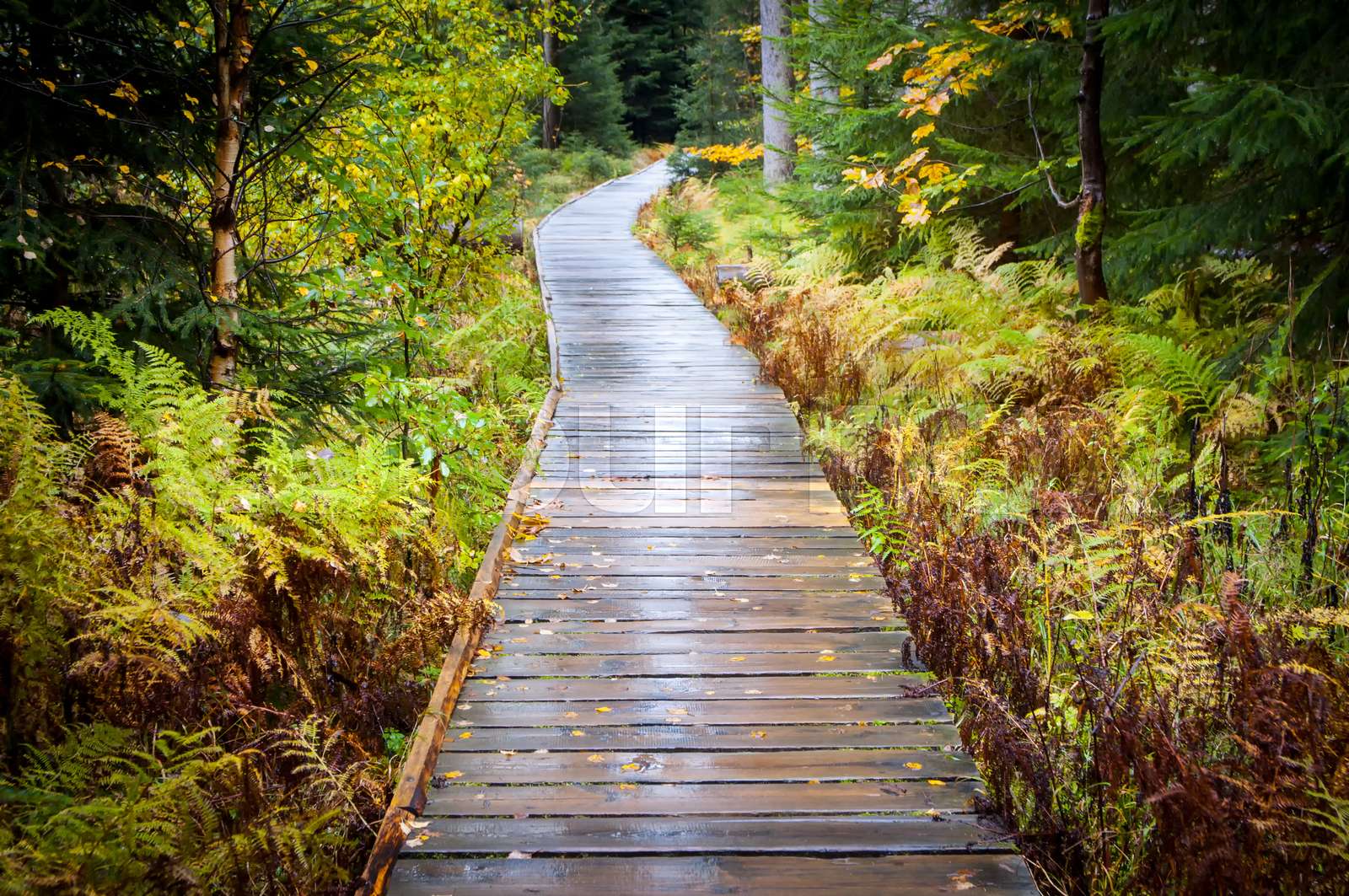 path in woods - Rejviz, Czech Republic | Stock image | Colourbox