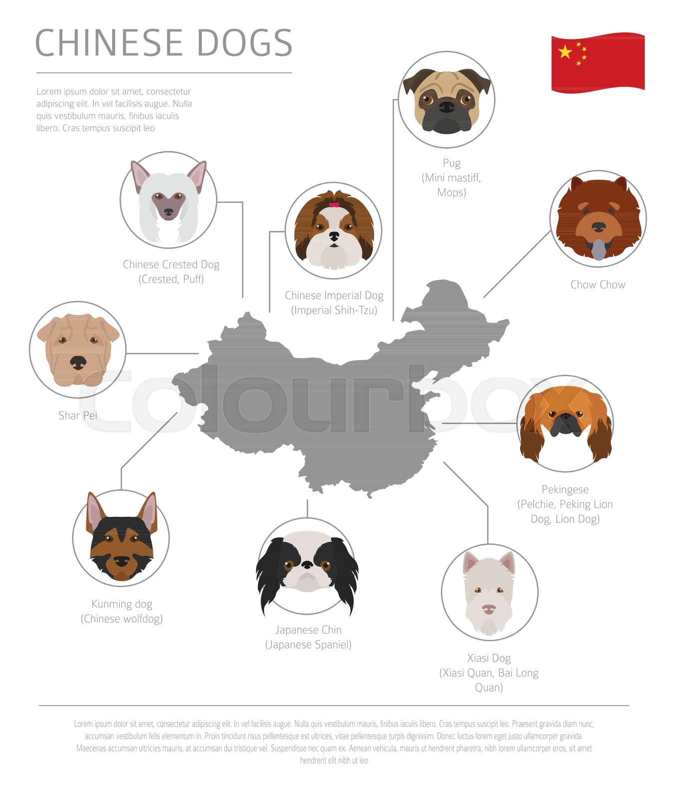 Dogs by country of origin. Chinese dog breeds. Infographic template ...