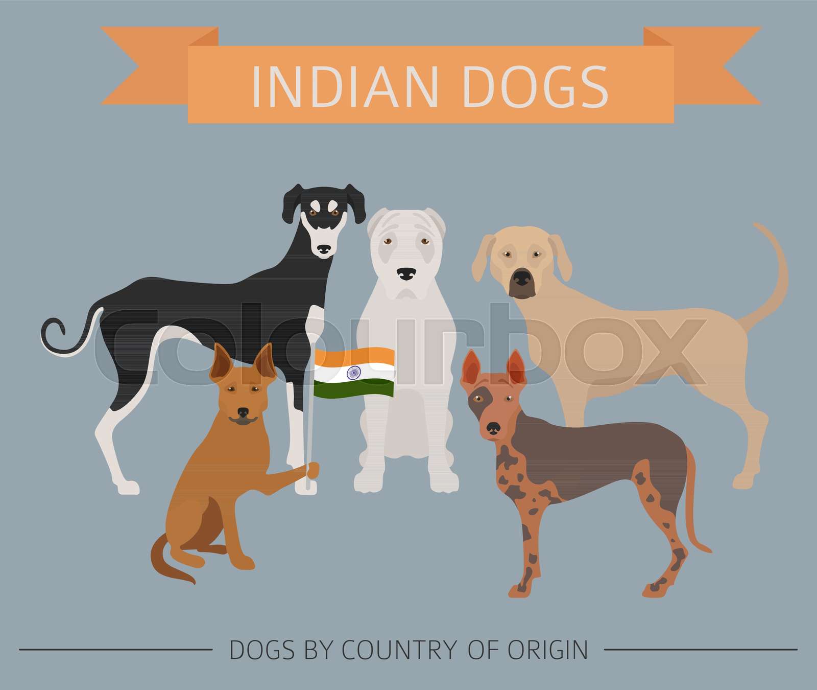 Dogs by country of origin. Indian dog breeds. Infographic template ...