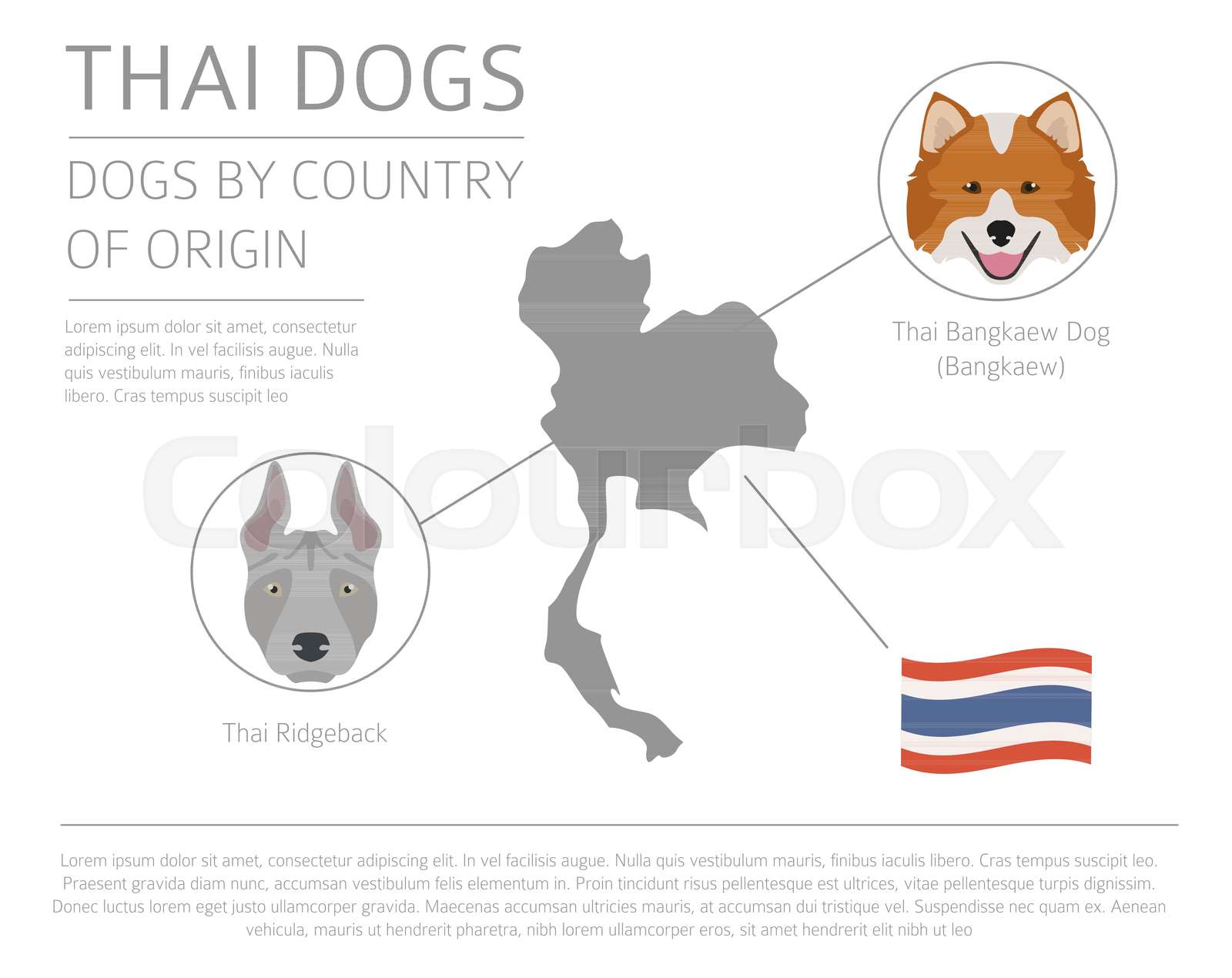 Dogs by country of origin. Thai dog breeds. Infographic template ...