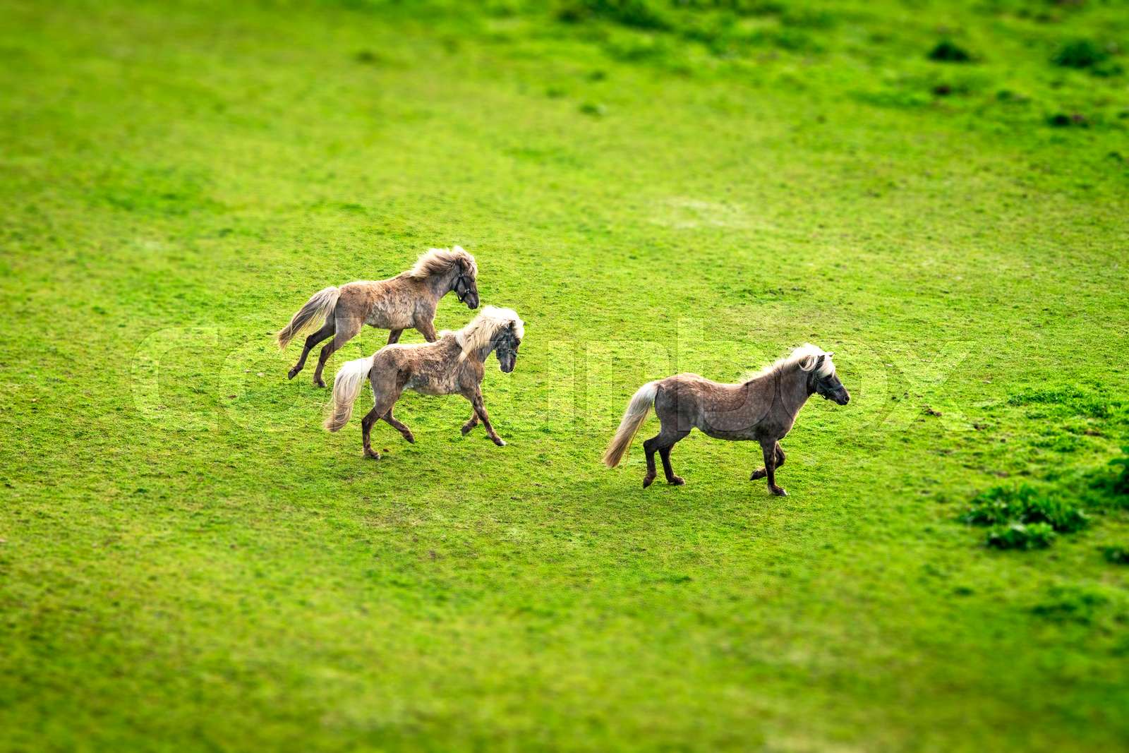 Three horses running on a green field | Stock image | Colourbox