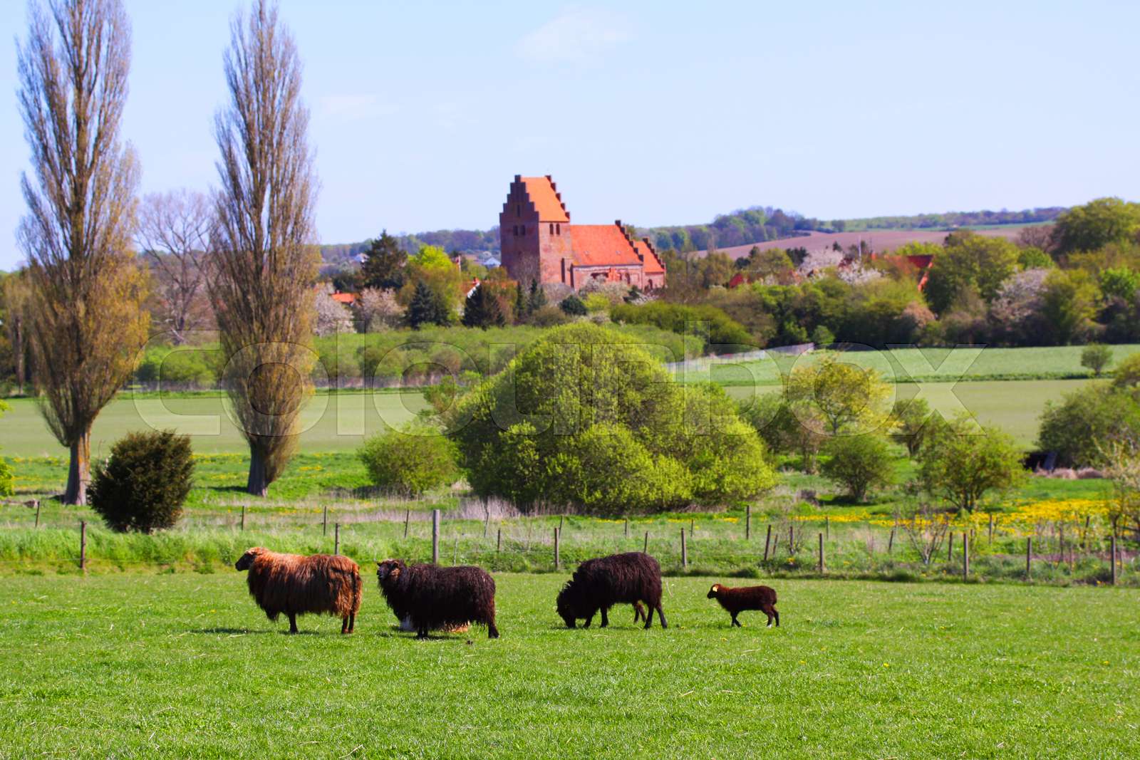 Dansk landskab med får, landsbykirke og grønt græs | Stock foto | Colourbox