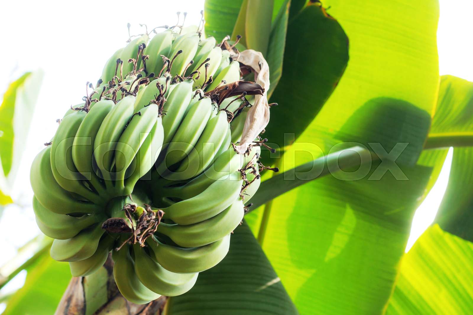 Bananas with morning sun. | Stock image | Colourbox