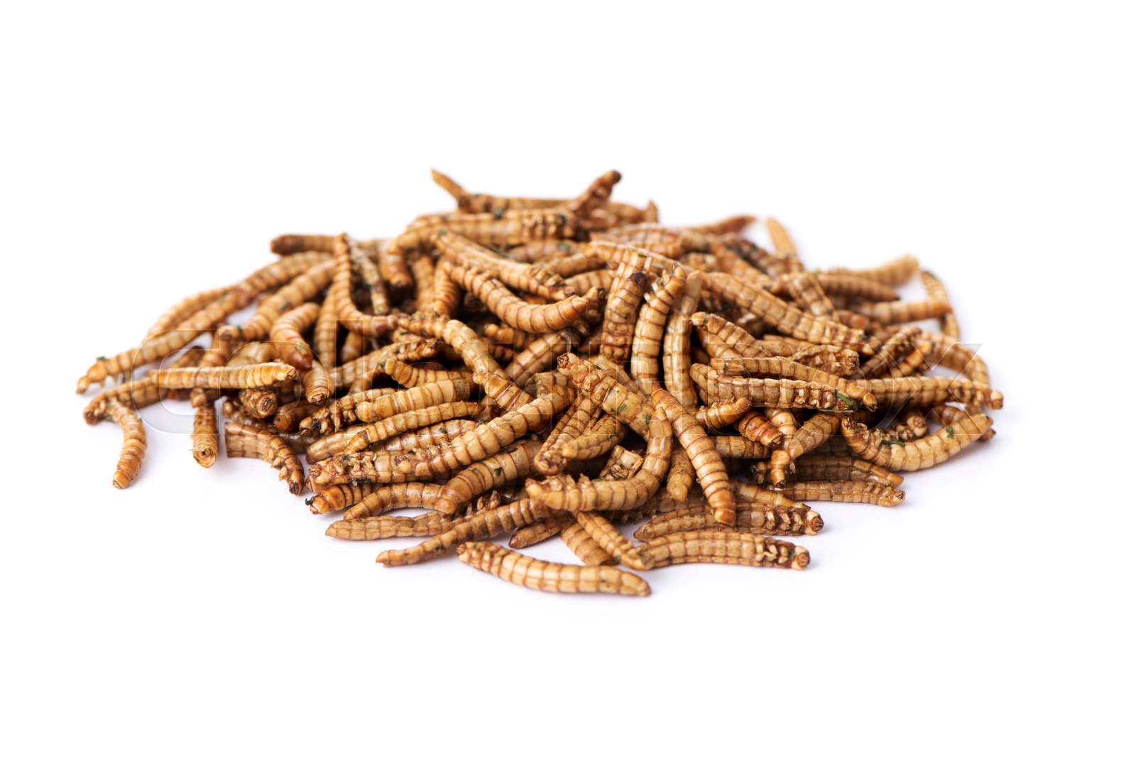 fried worms as food | Stock image | Colourbox