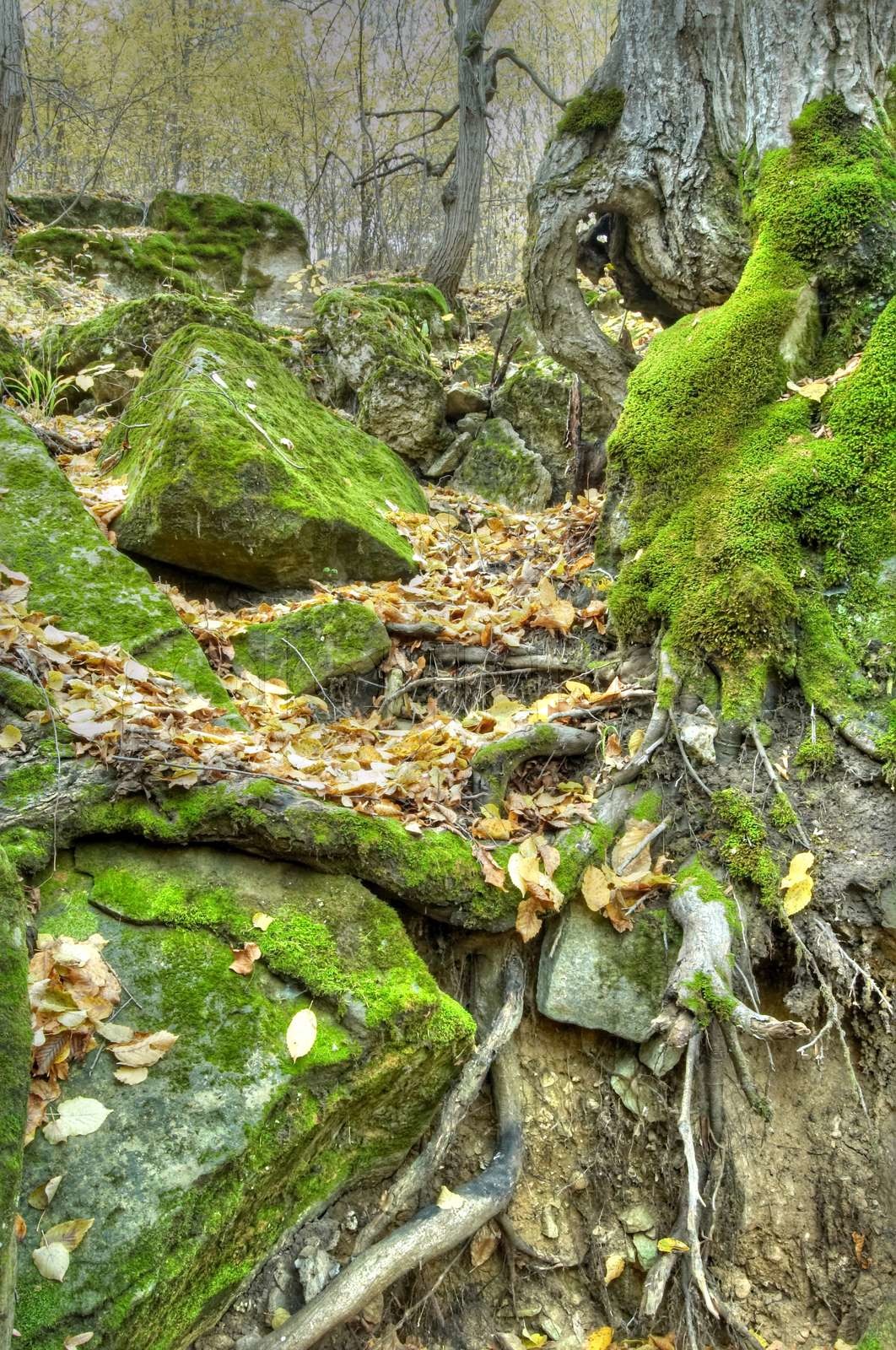 An image of moss and roots and stones | Stock image | Colourbox