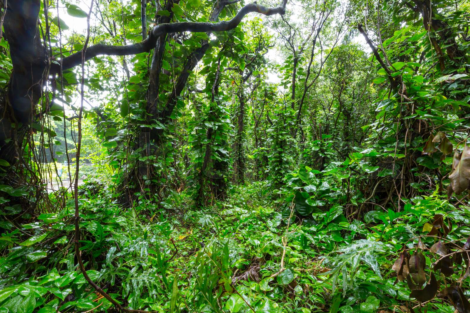 Jungle | Stock image | Colourbox