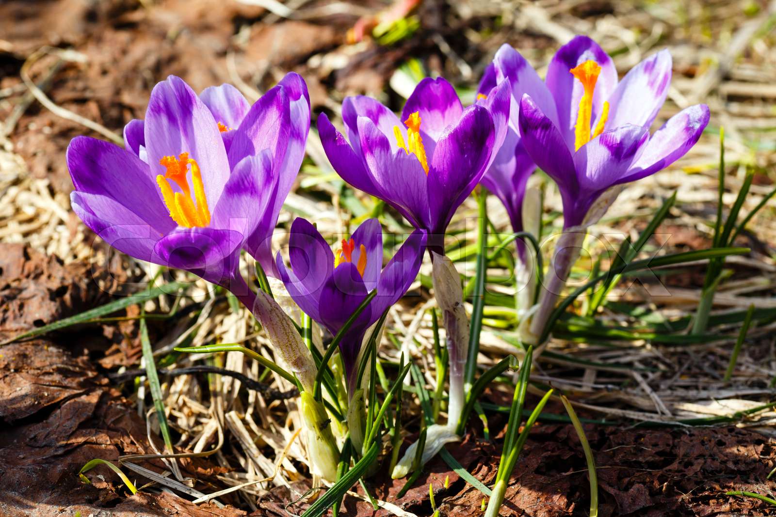 Purple Crocus flowers on spring mountain | Stock image | Colourbox