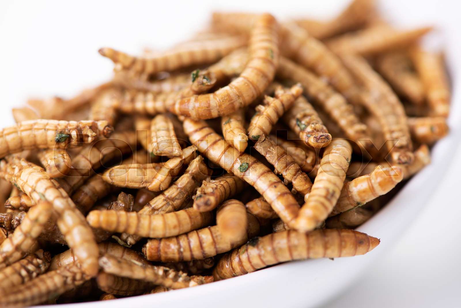 edible fried worms | Stock image | Colourbox