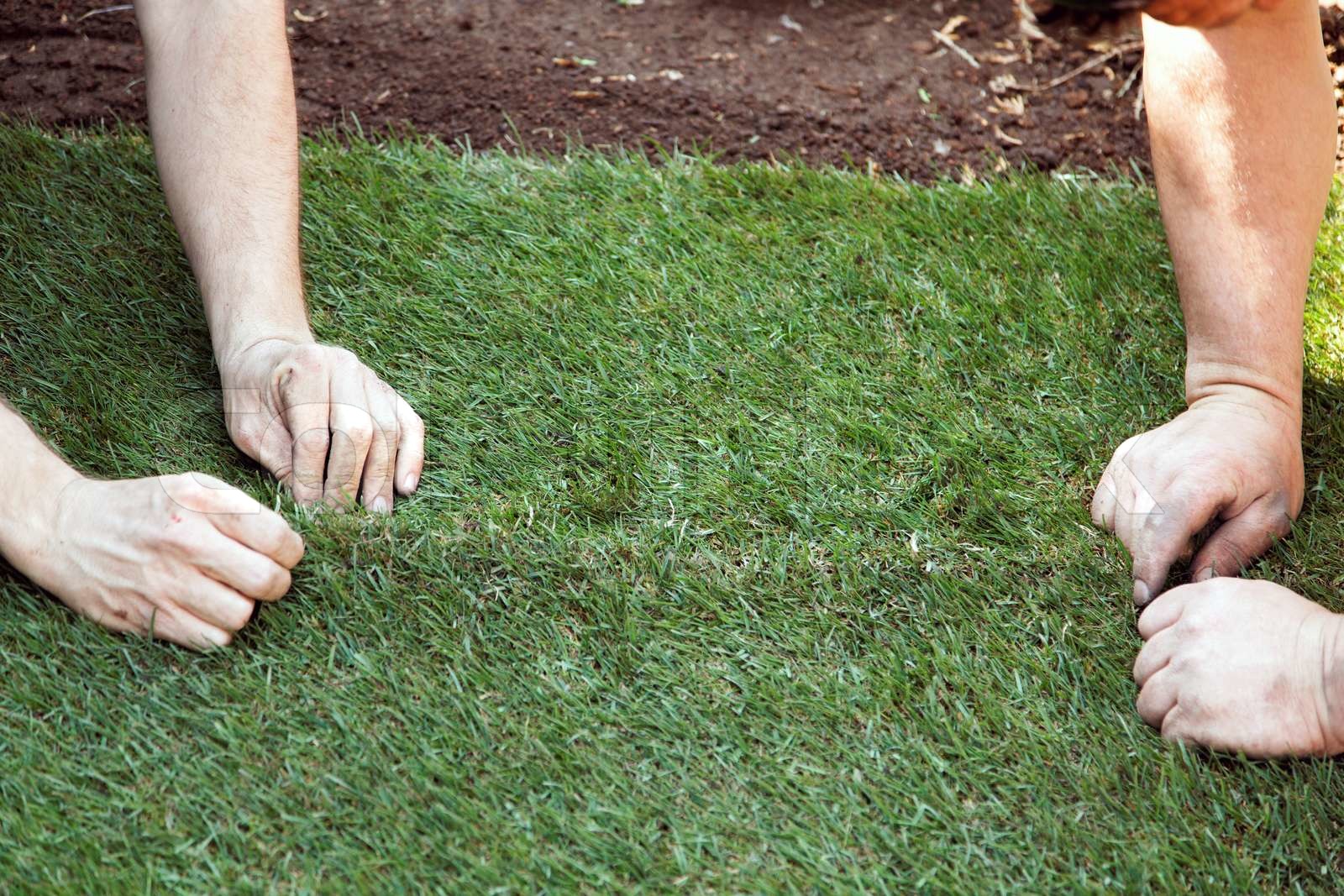 gardeners lay a rolling lawn in a garden | Stock image | Colourbox