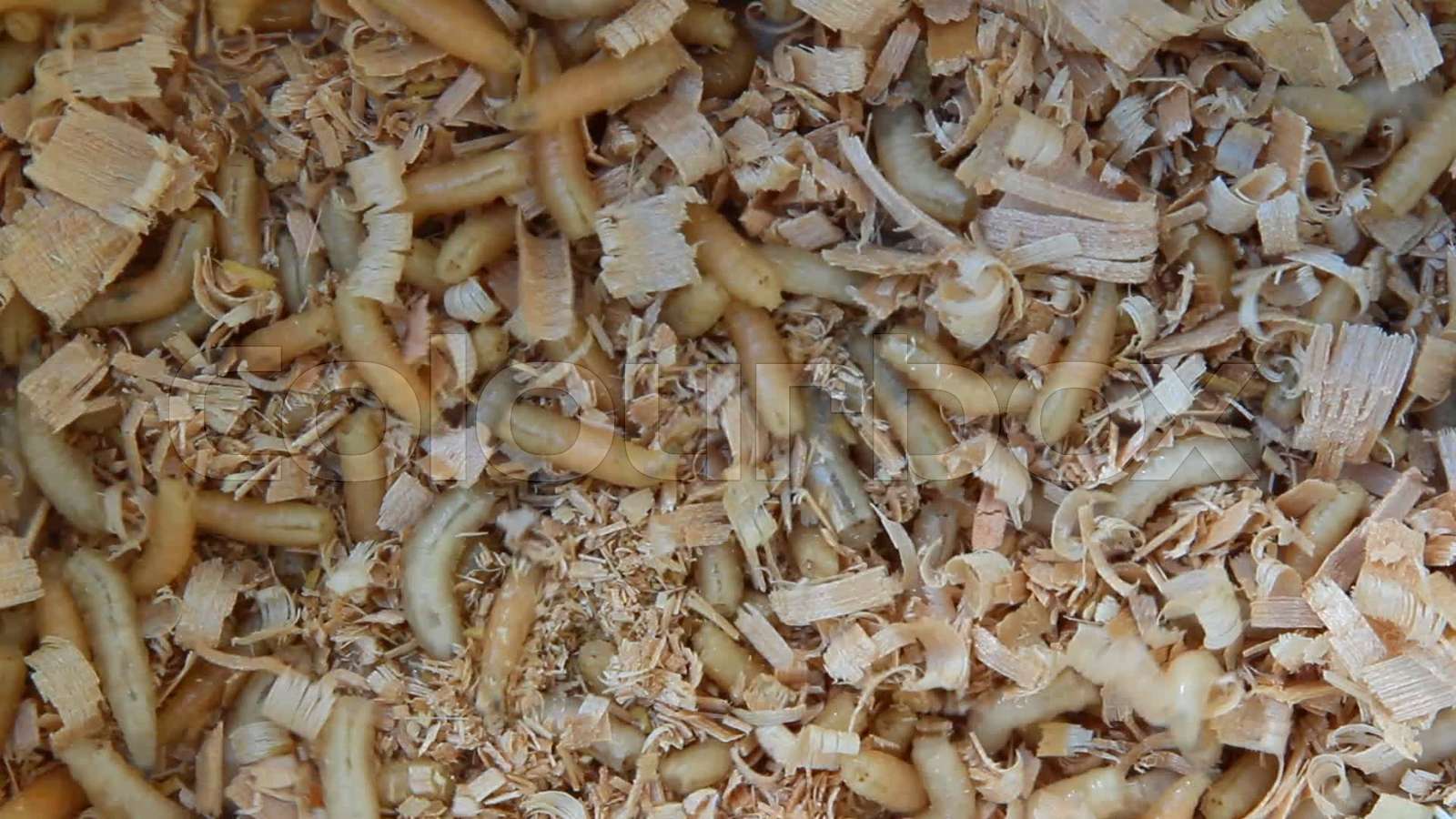 maggots crawling | Stock video | Colourbox