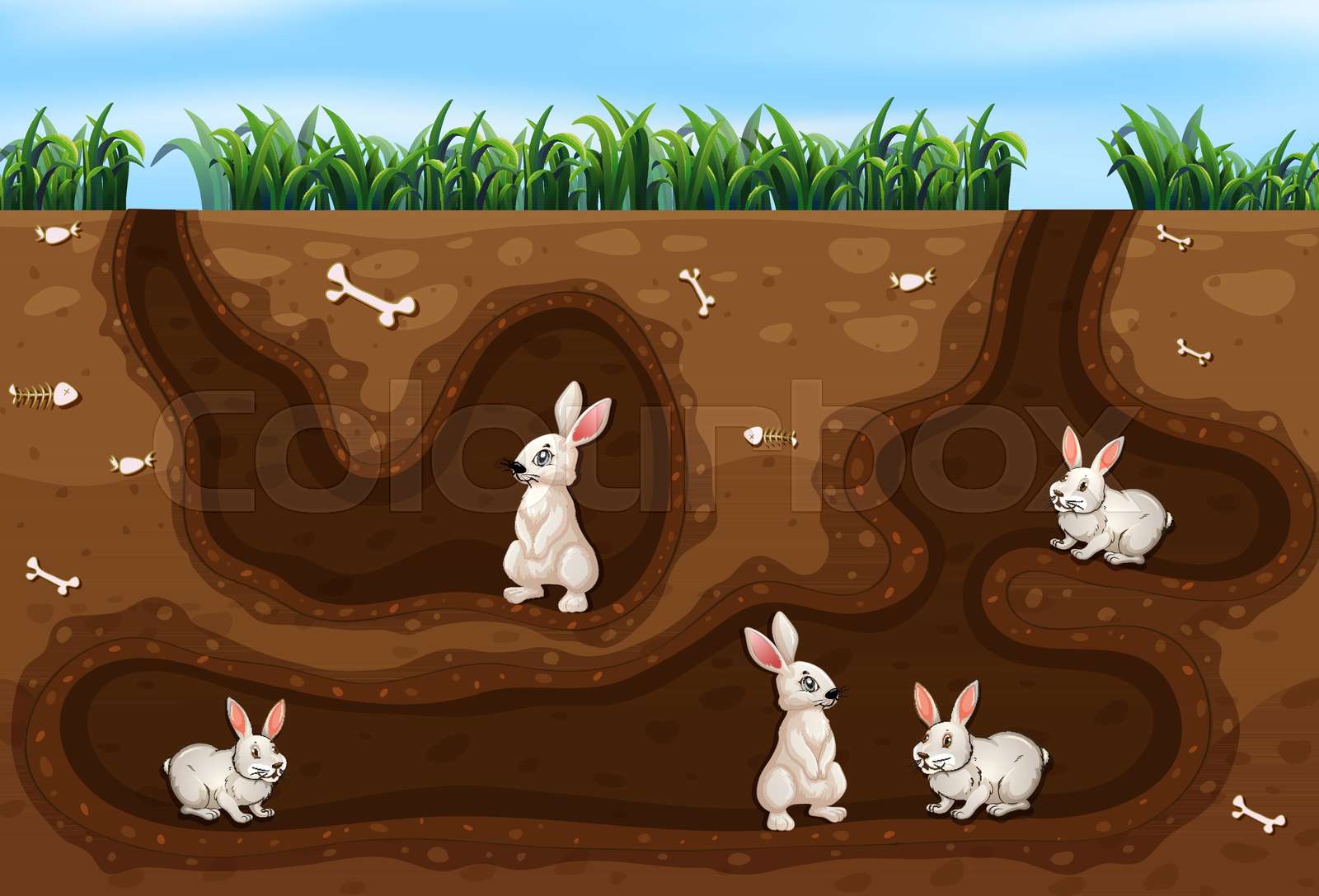 Rabbit Burrow Drawing