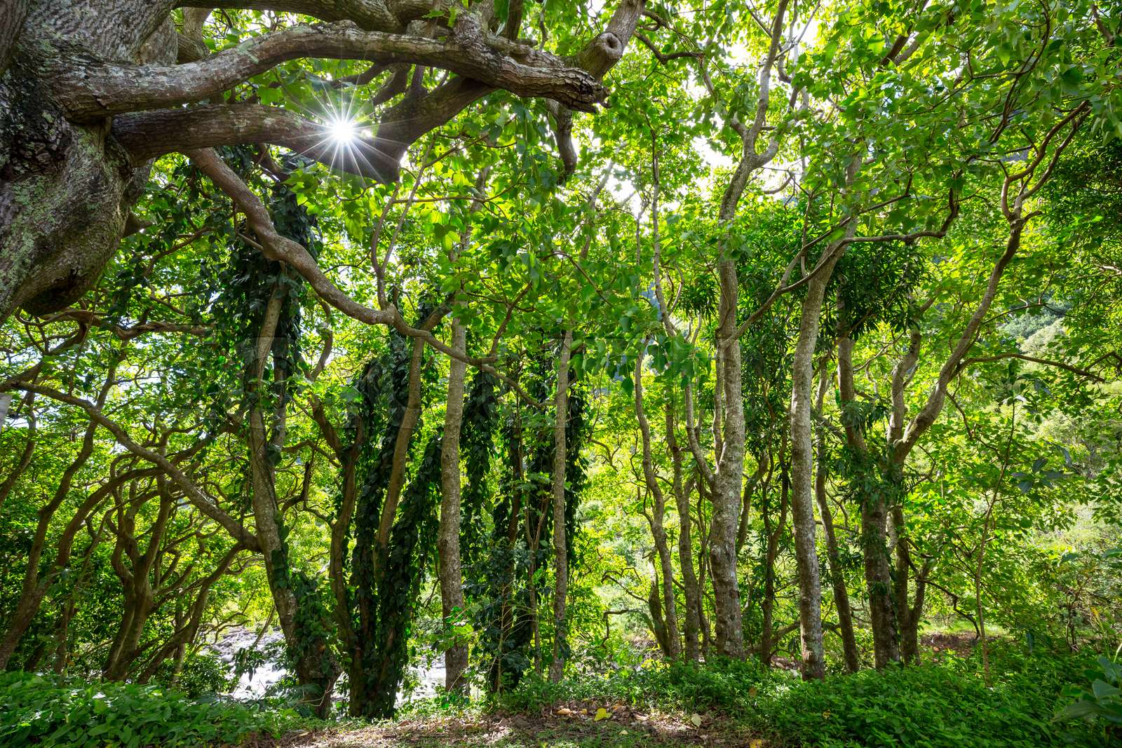 Jungle | Stock image | Colourbox